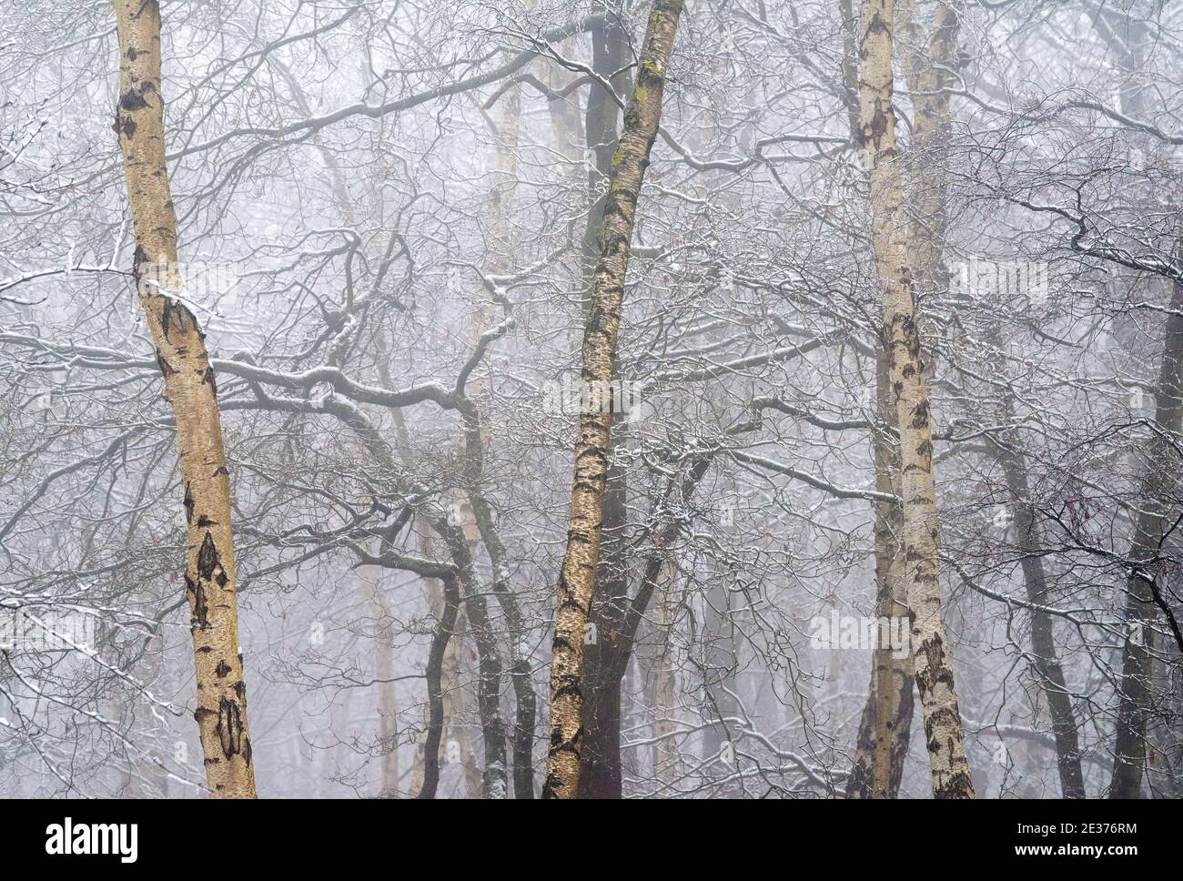 A wintery morning of snow and mist at Gravelly Hollow, Calverton ...