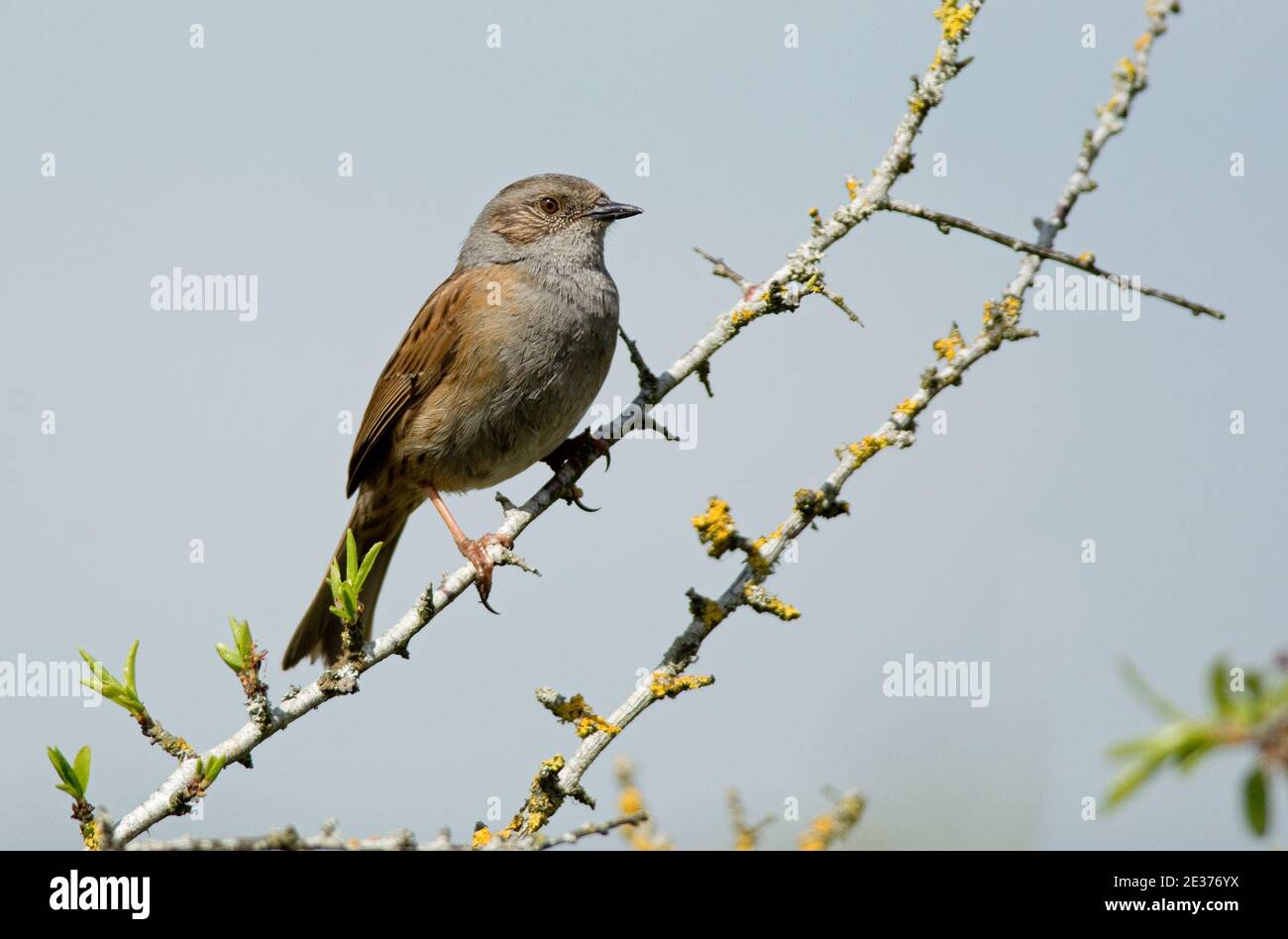Otmoor nature reserve hi-res stock photography and images - Alamy