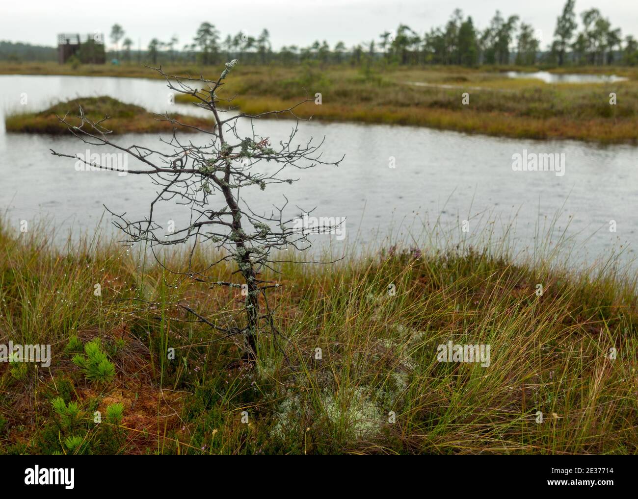 rainy day, rainy background, traditional bog landscape, bog lake in the ...