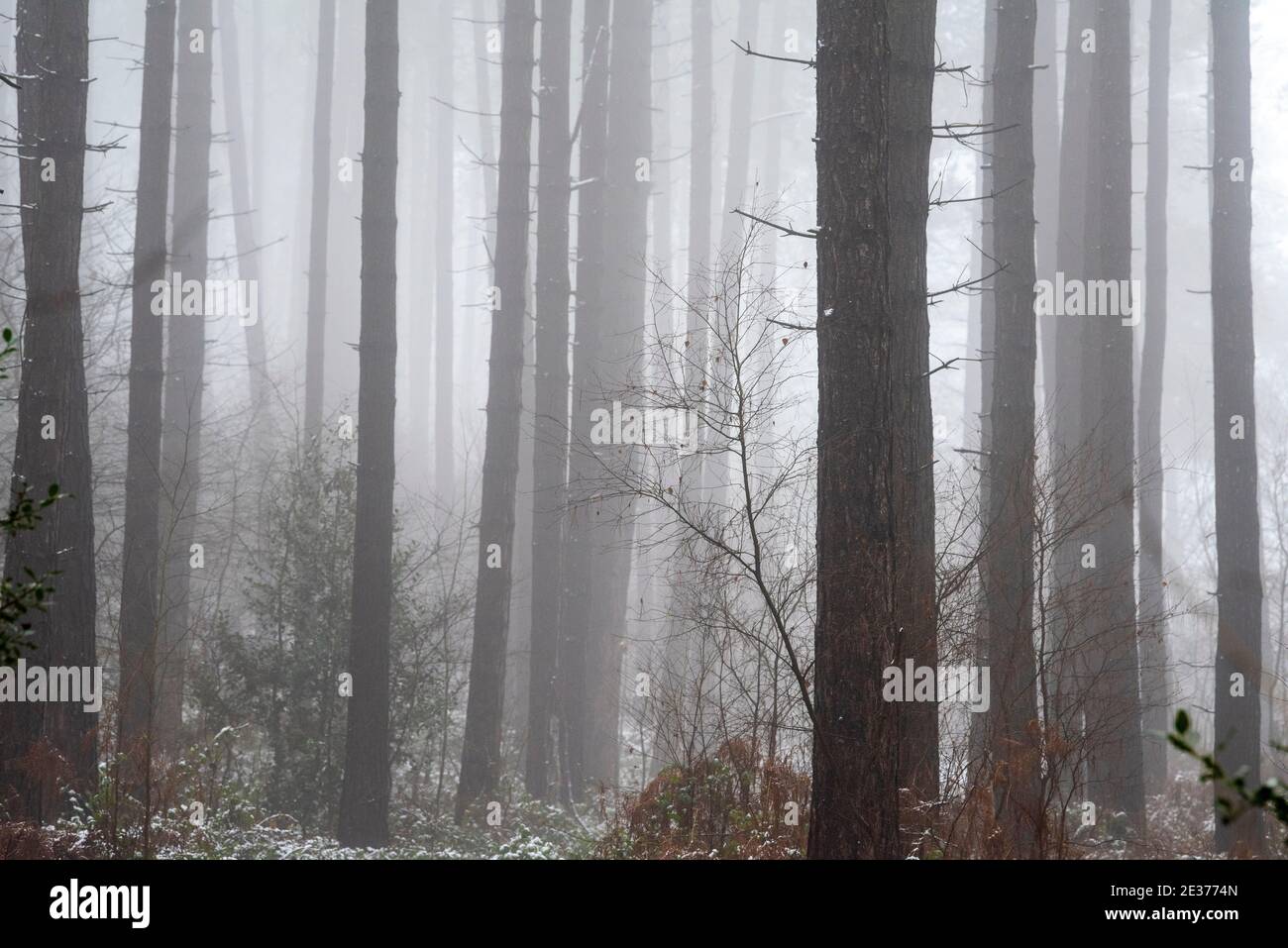 A wintery morning of snow and mist in Sherwood Forest, Nottinghamshire ...