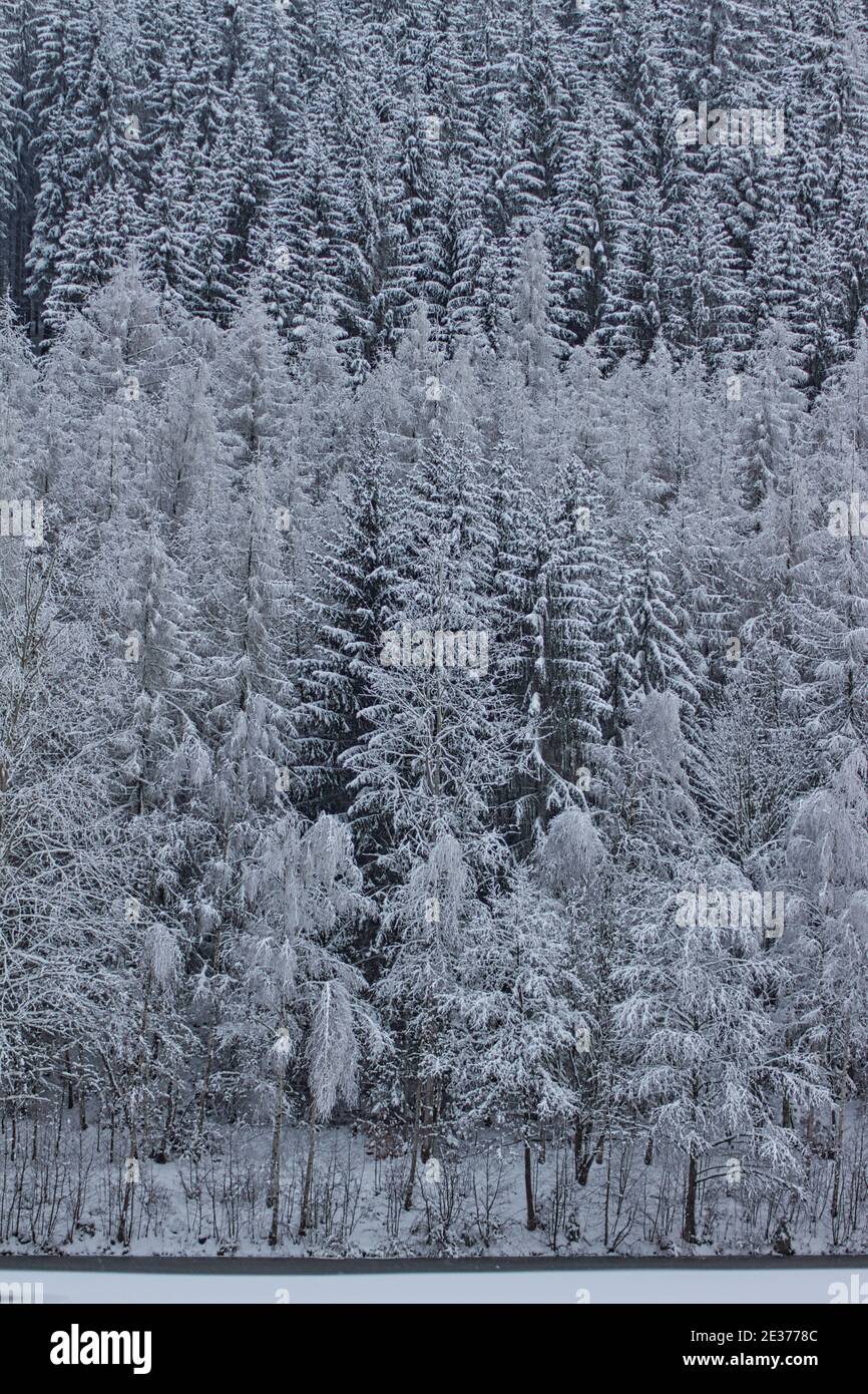 frozen forest in snow covered landscape background outside Stock Photo ...