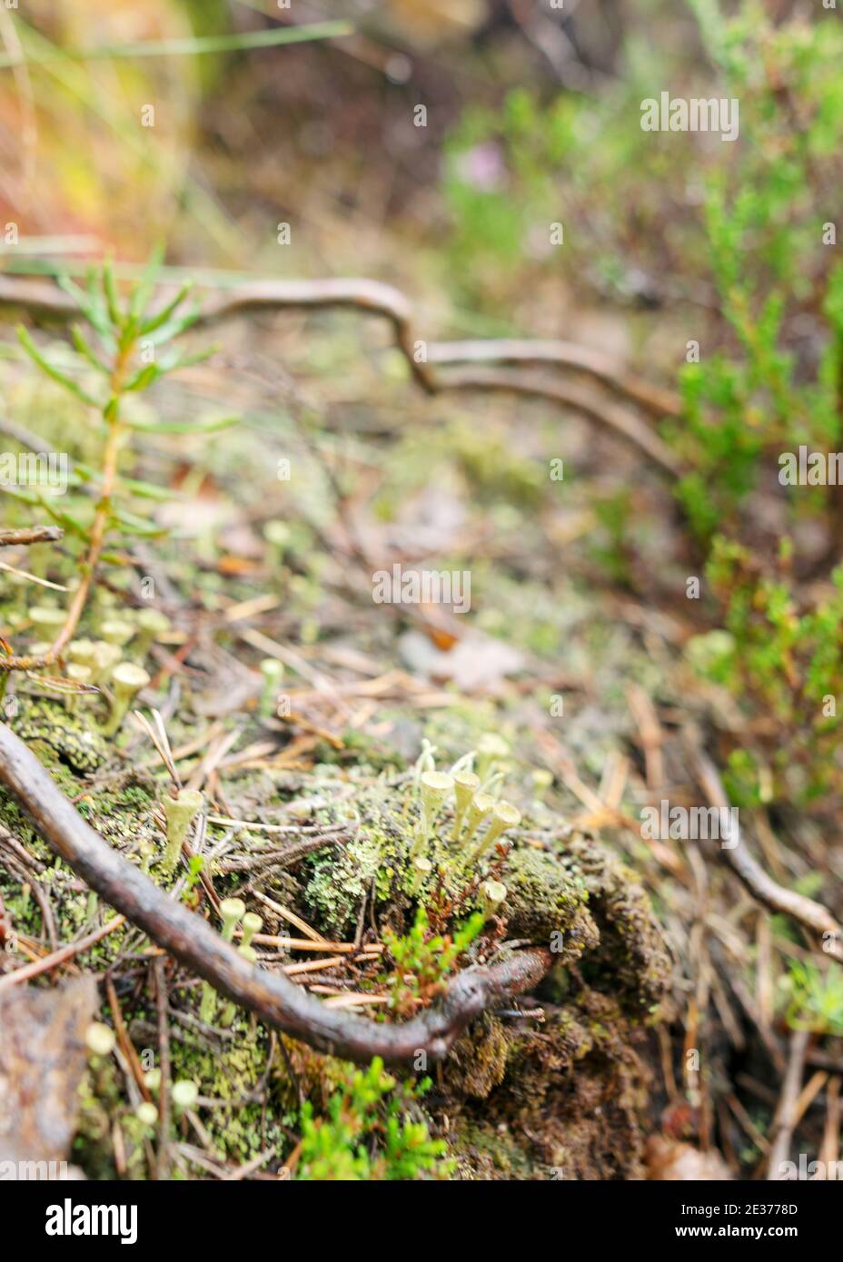 abstract bog moss, lichen and grass texture, bog vegetation, suitable ...