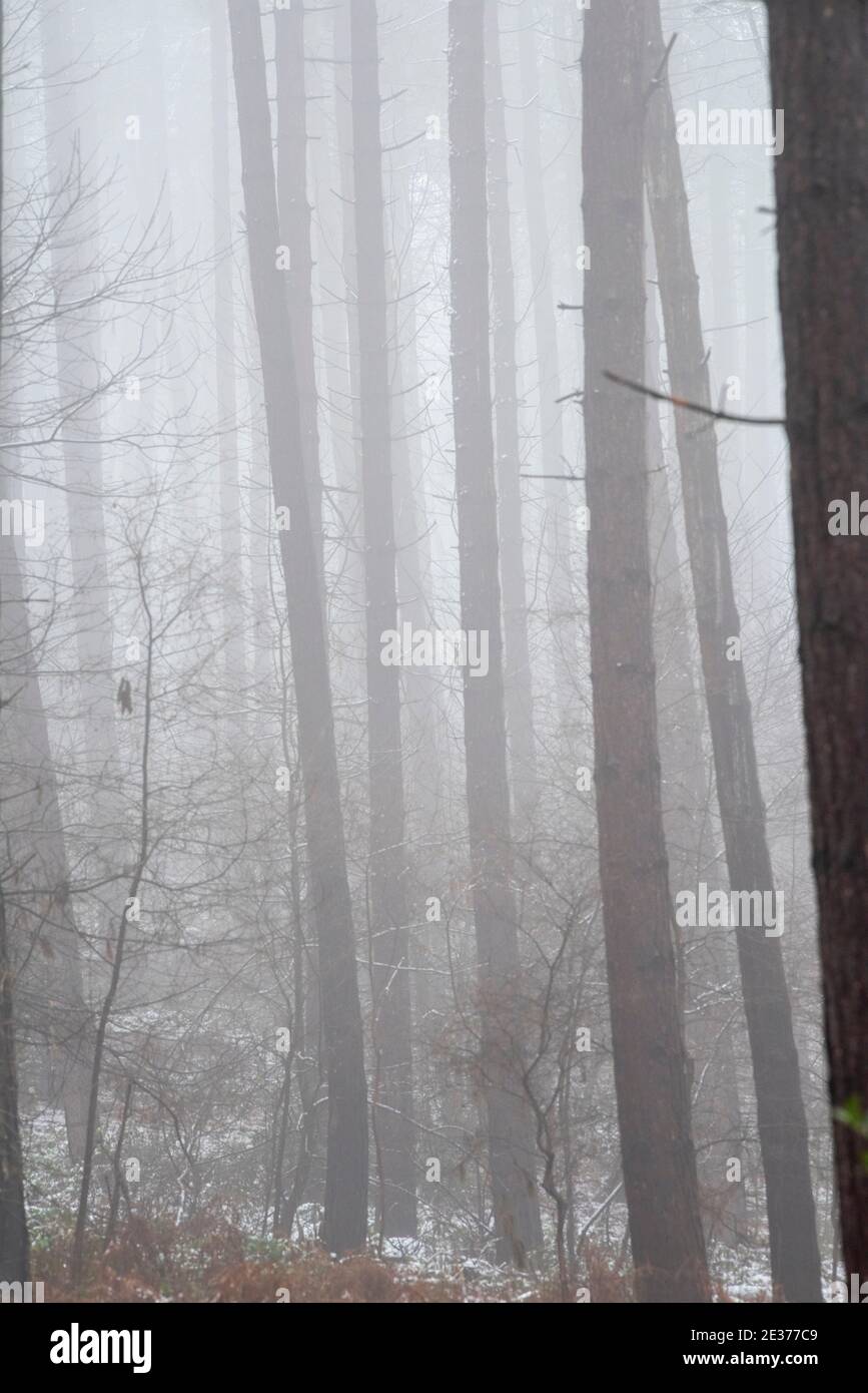 A wintery morning of snow and mist in Sherwood Forest, Nottinghamshire ...