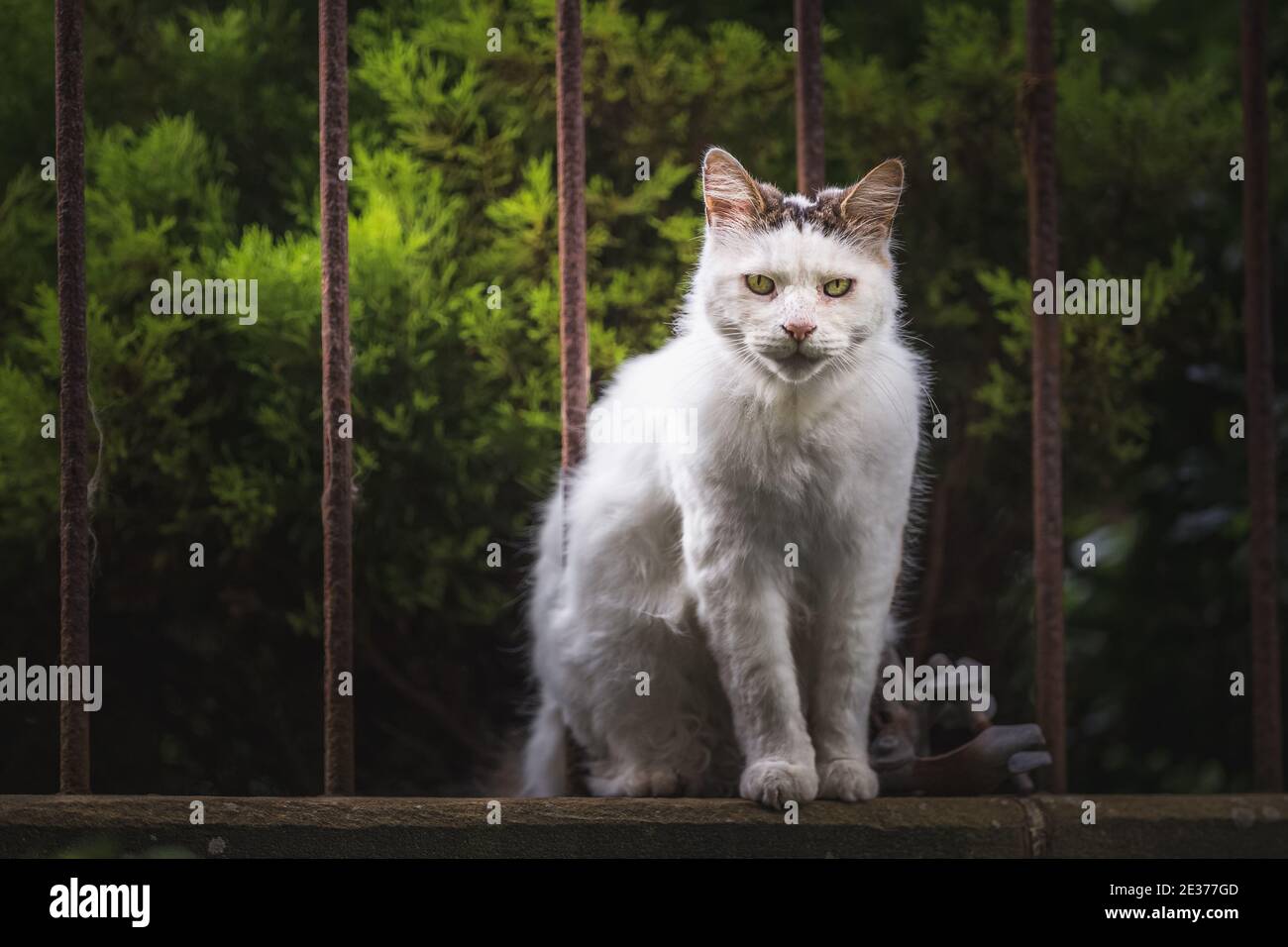 A menacing and frightening looking white cat stares into the camera ...