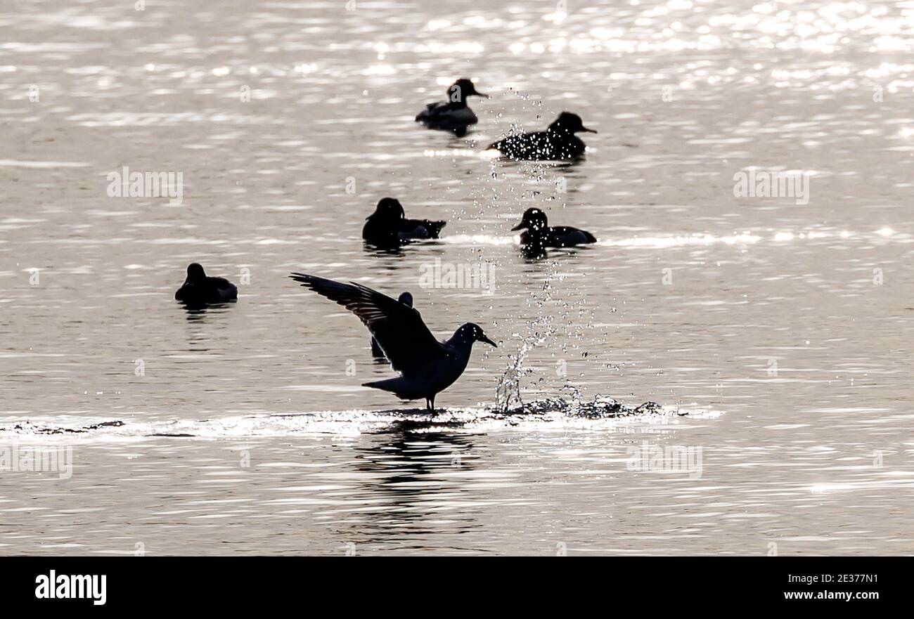 Birds on Waterloo Lake in Roundhay Park, Leeds, Yorkshire Stock Photo ...