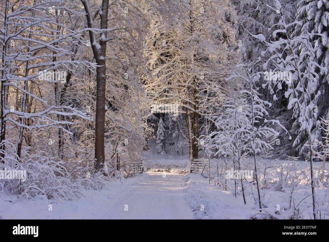 Snow covered path through tranquil hi-res stock photography and images ...