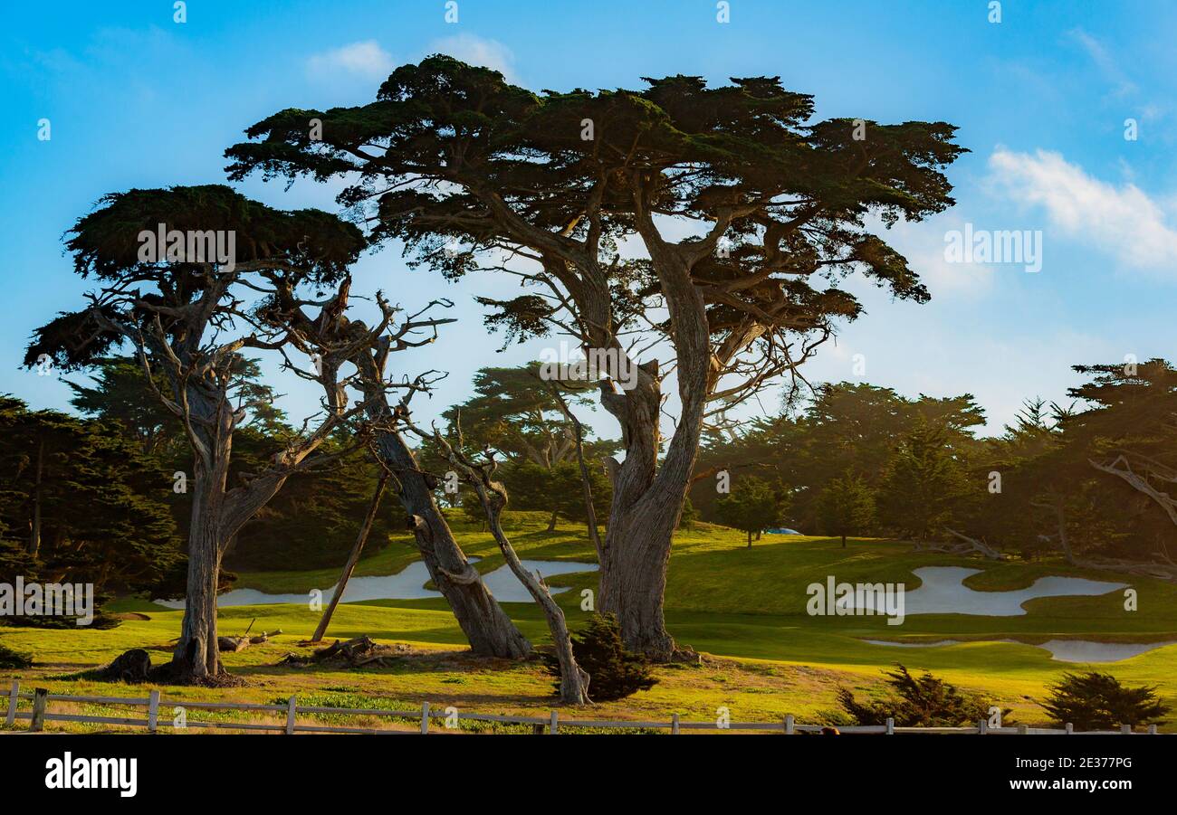 Pebble Beach, California, February 17, 2018: 400 year old Monterey ...
