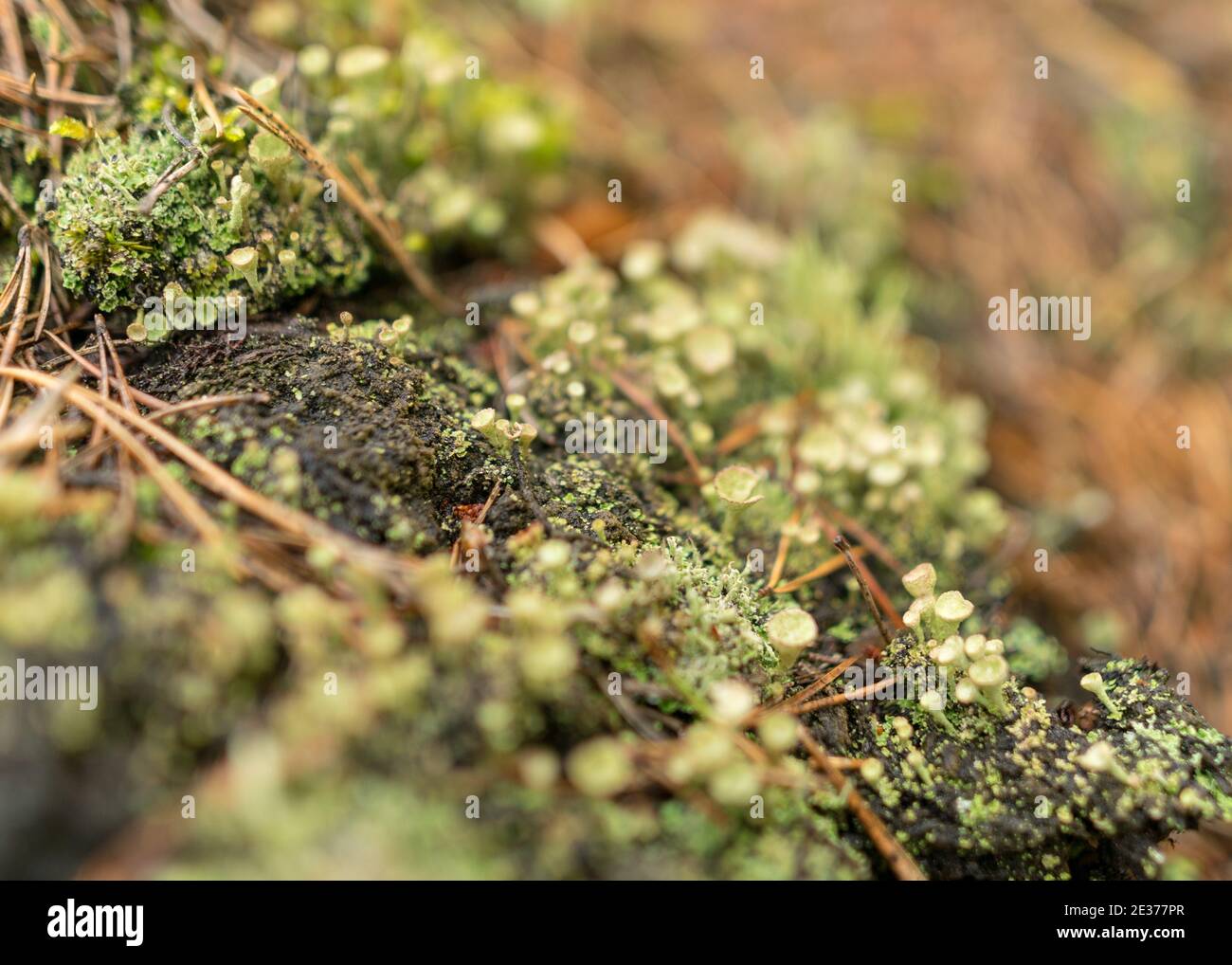 abstract bog moss, lichen and grass texture, bog vegetation, suitable ...