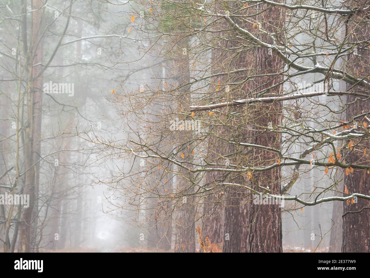 A wintery morning of snow and mist in Sherwood Forest, Blidworth ...