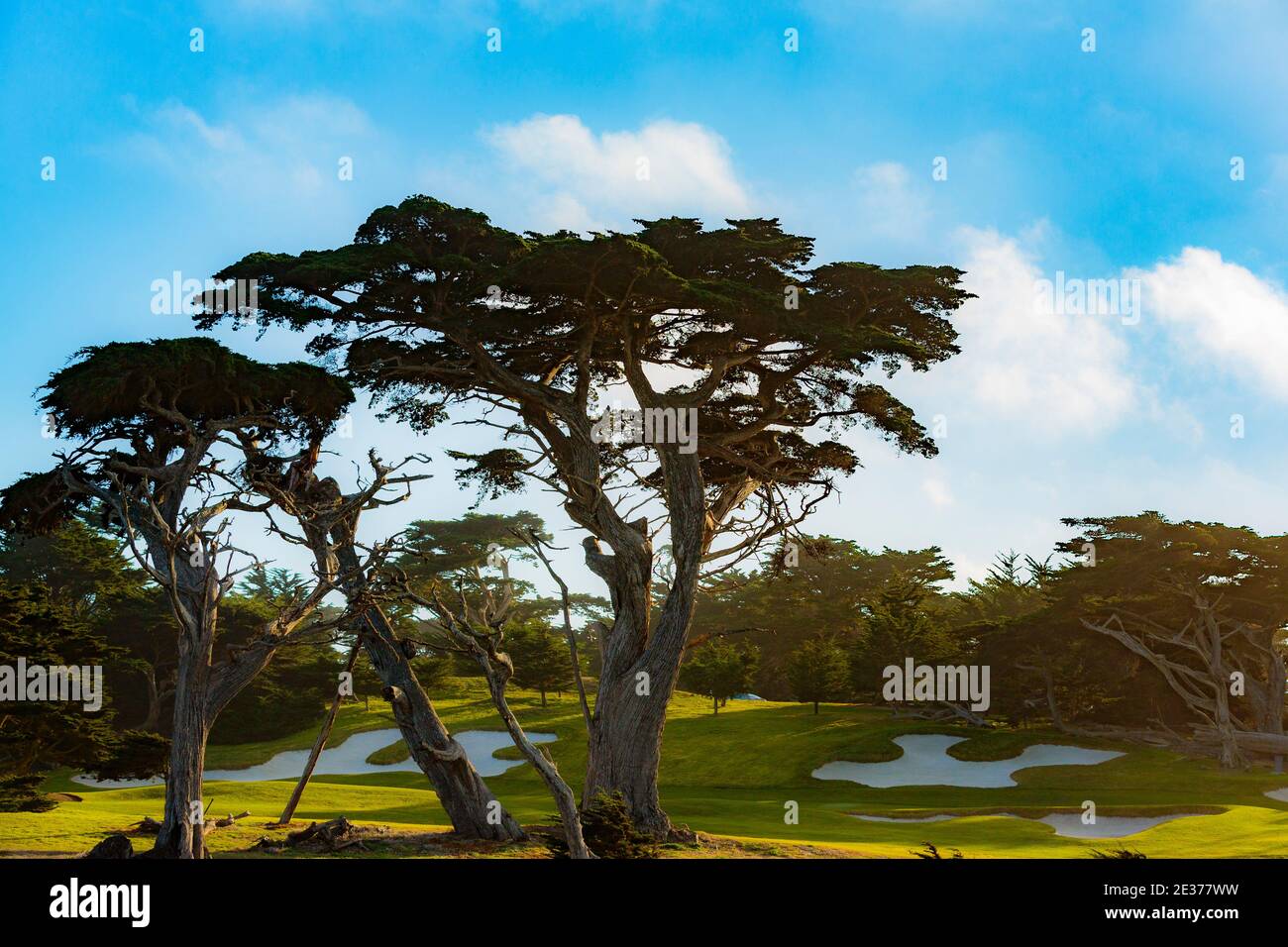 Pebble Beach, California, February 17, 2018: 400 year old Monterey ...