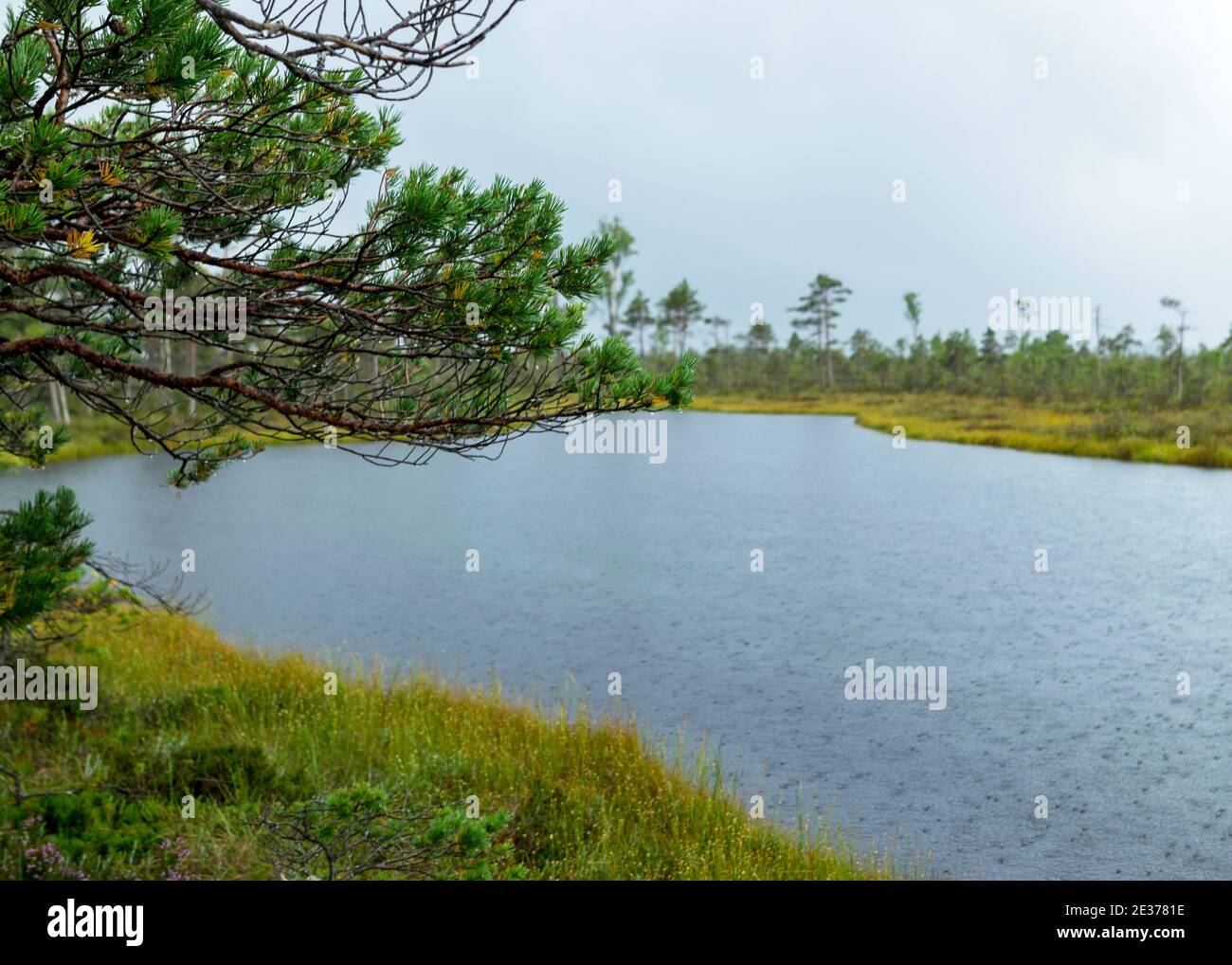 rainy day, rainy background, traditional bog landscape, bog lake in the ...