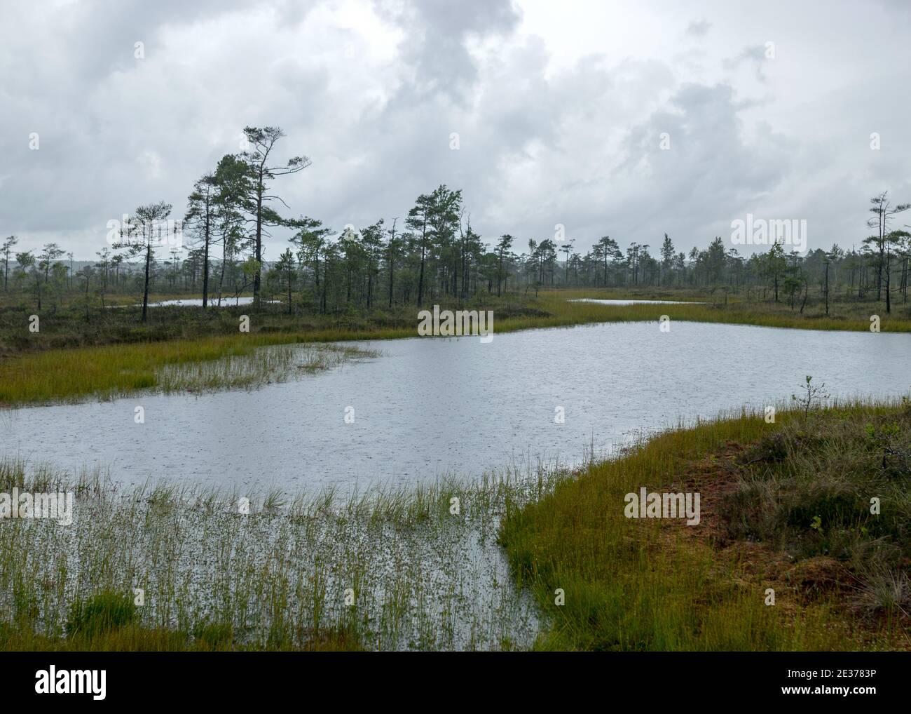 rainy day, rainy background, traditional bog landscape, bog lake in the ...