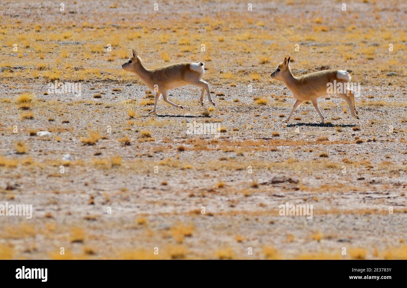 (210117) -- NAGQU, Jan. 17, 2021 (Xinhua) -- Photo taken on Jan. 15 ...