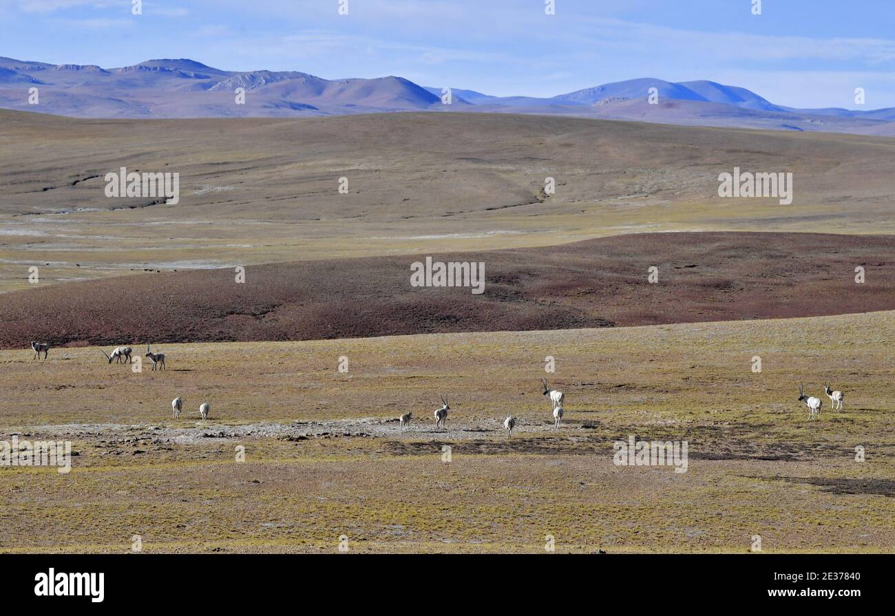 Northern tibet plateau hi-res stock photography and images - Alamy