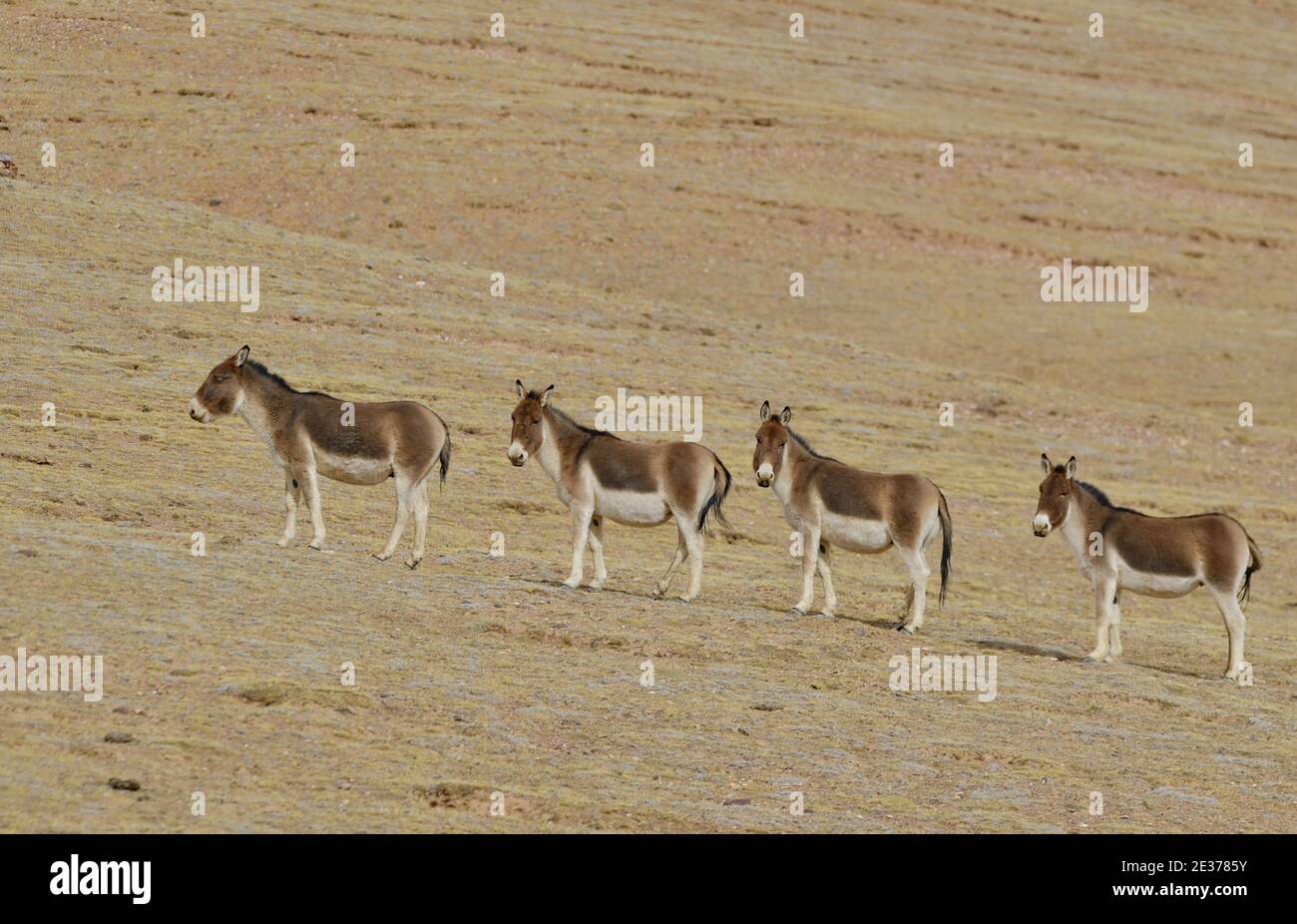 Equus kiang hi-res stock photography and images - Alamy