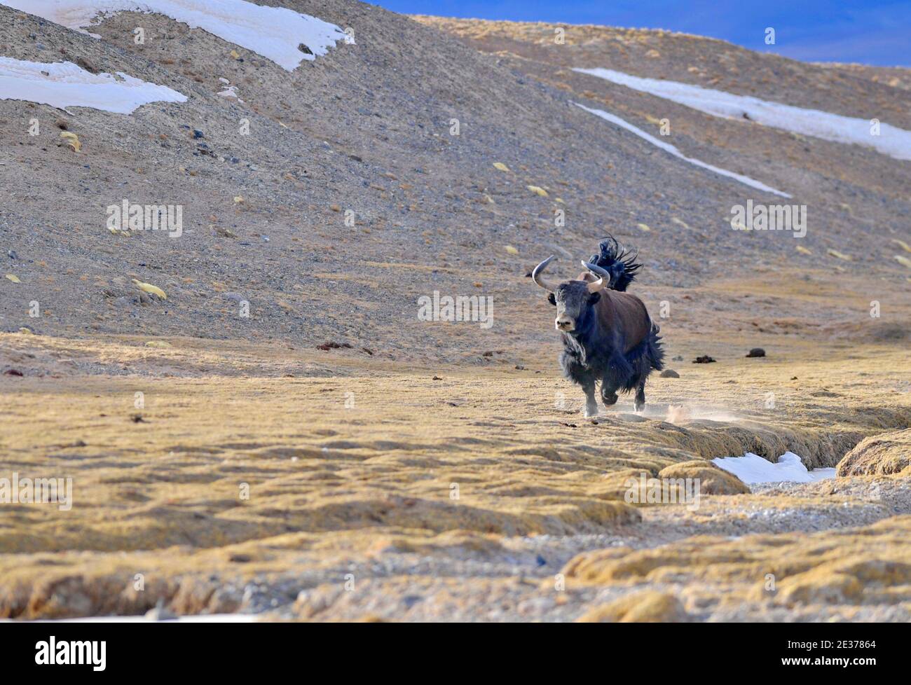 Yak 17 hi-res stock photography and images - Alamy