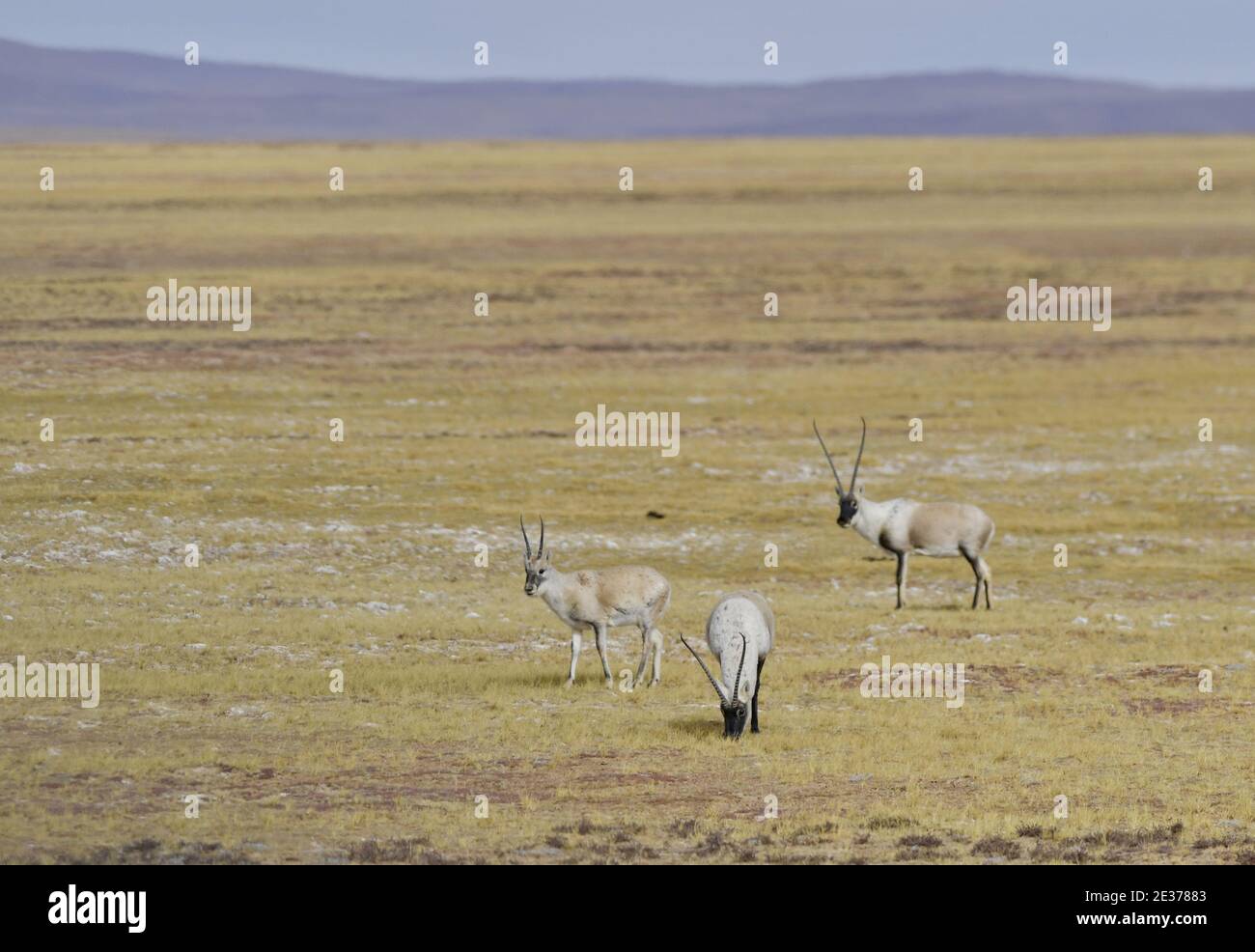 Tibetan antelopes hi-res stock photography and images - Alamy