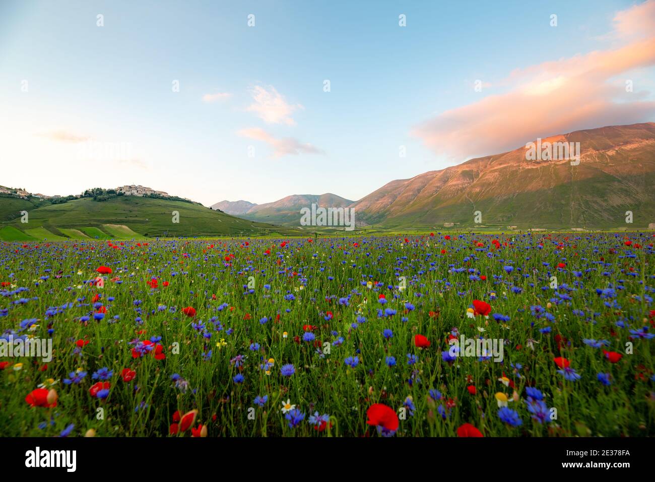Sun flowers in italy hi-res stock photography and images - Alamy