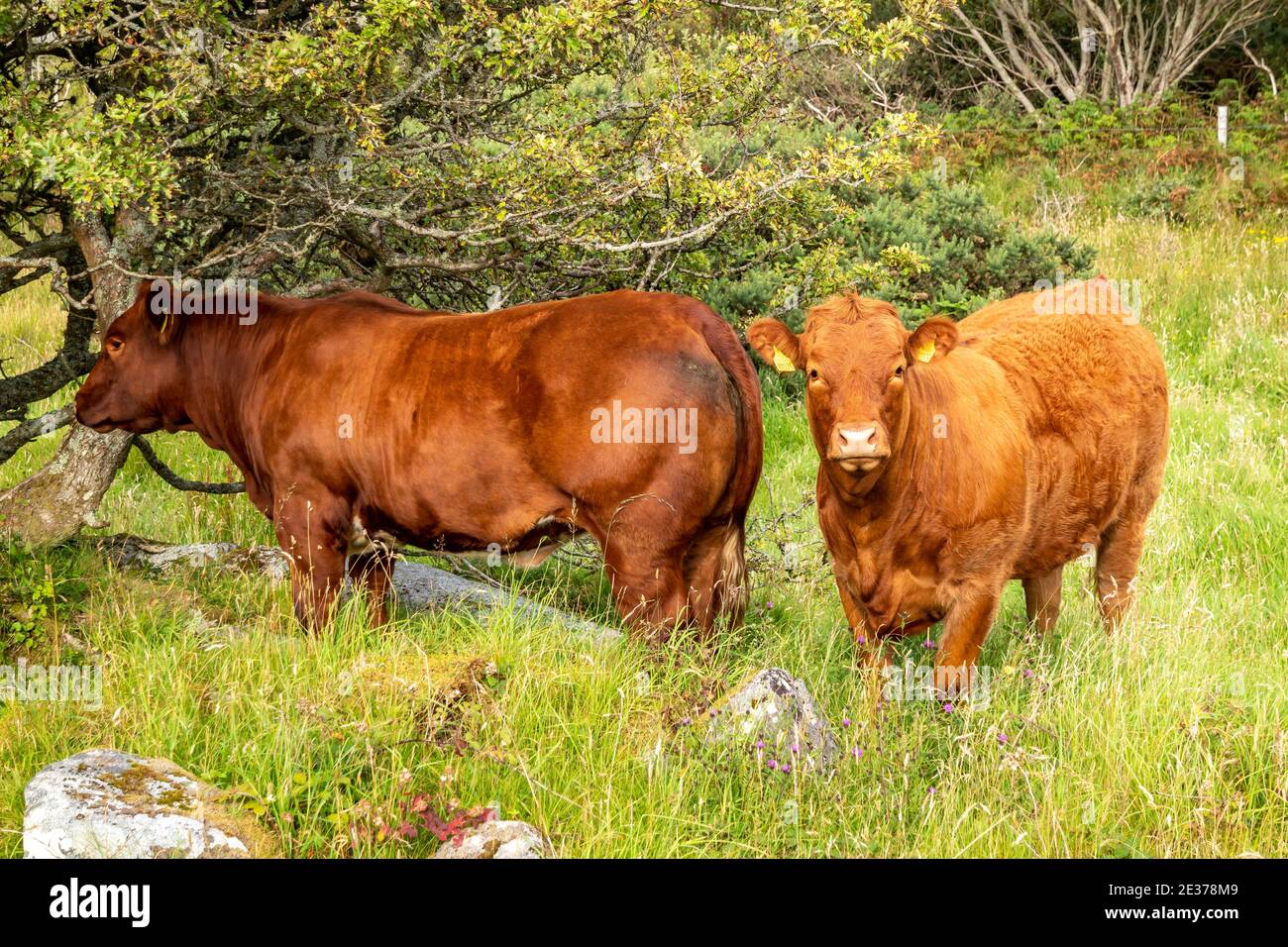 Cow calf livestock cattle farming ruminant ireland hi-res stock ...