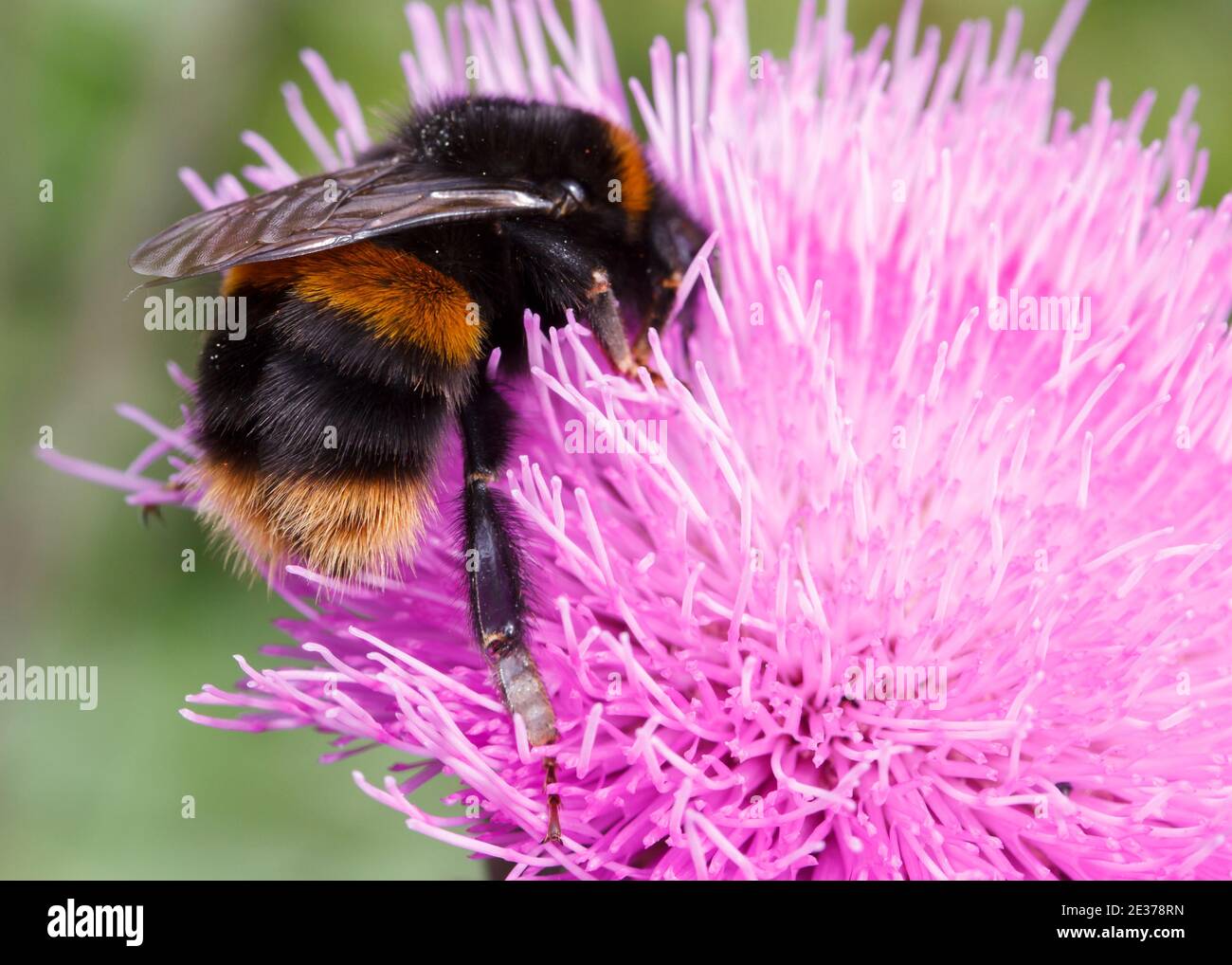 Close up of Buff tail bumblebee queen (Bombus terrestris) foraging on ...