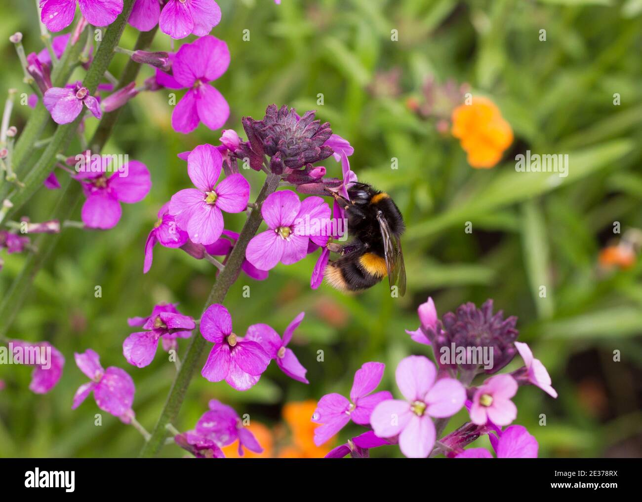 Bumblebee queen hi-res stock photography and images - Alamy