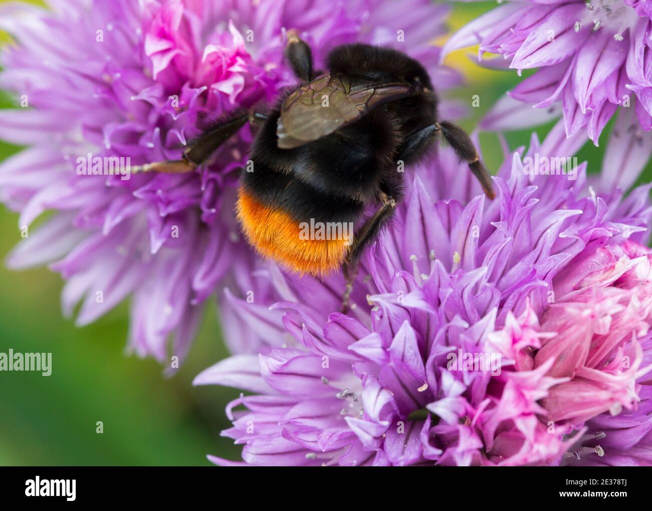 Red tailed bumblebee queen foraging on chives Stock Photo - Alamy