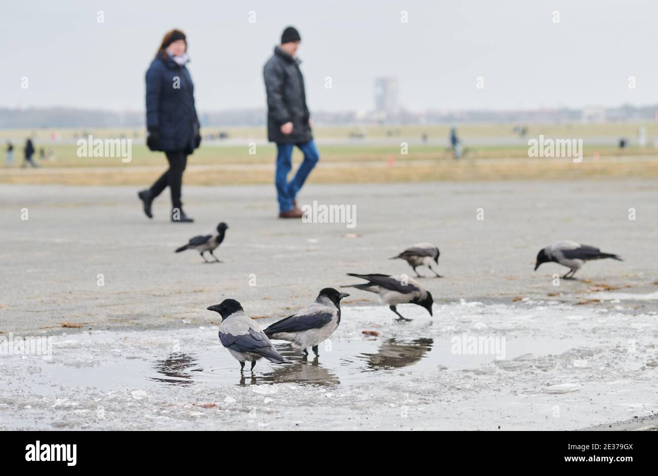 Berlin, Germany. 17th Jan, 2021. Fog crows stand by a half-frozen ...