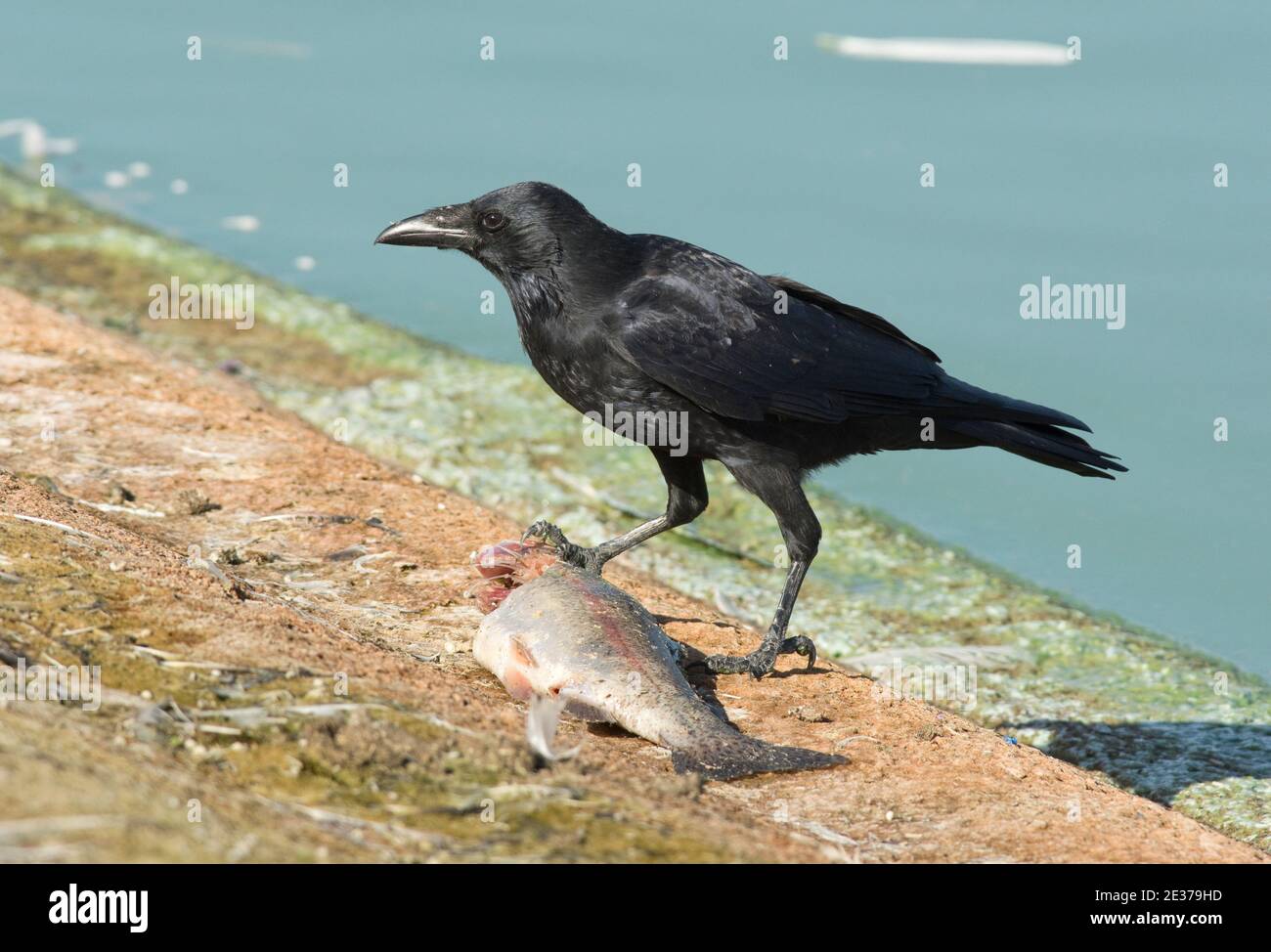 Crow carrion feeding hi-res stock photography and images - Alamy