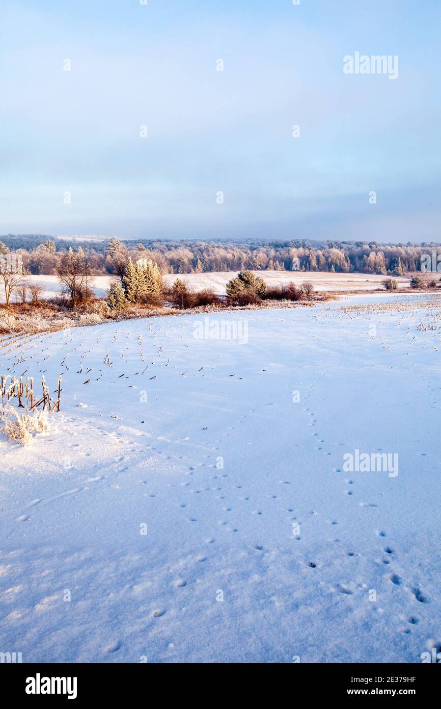 Snow and frost covered Wisconsin farm field and forest with a blue sky ...