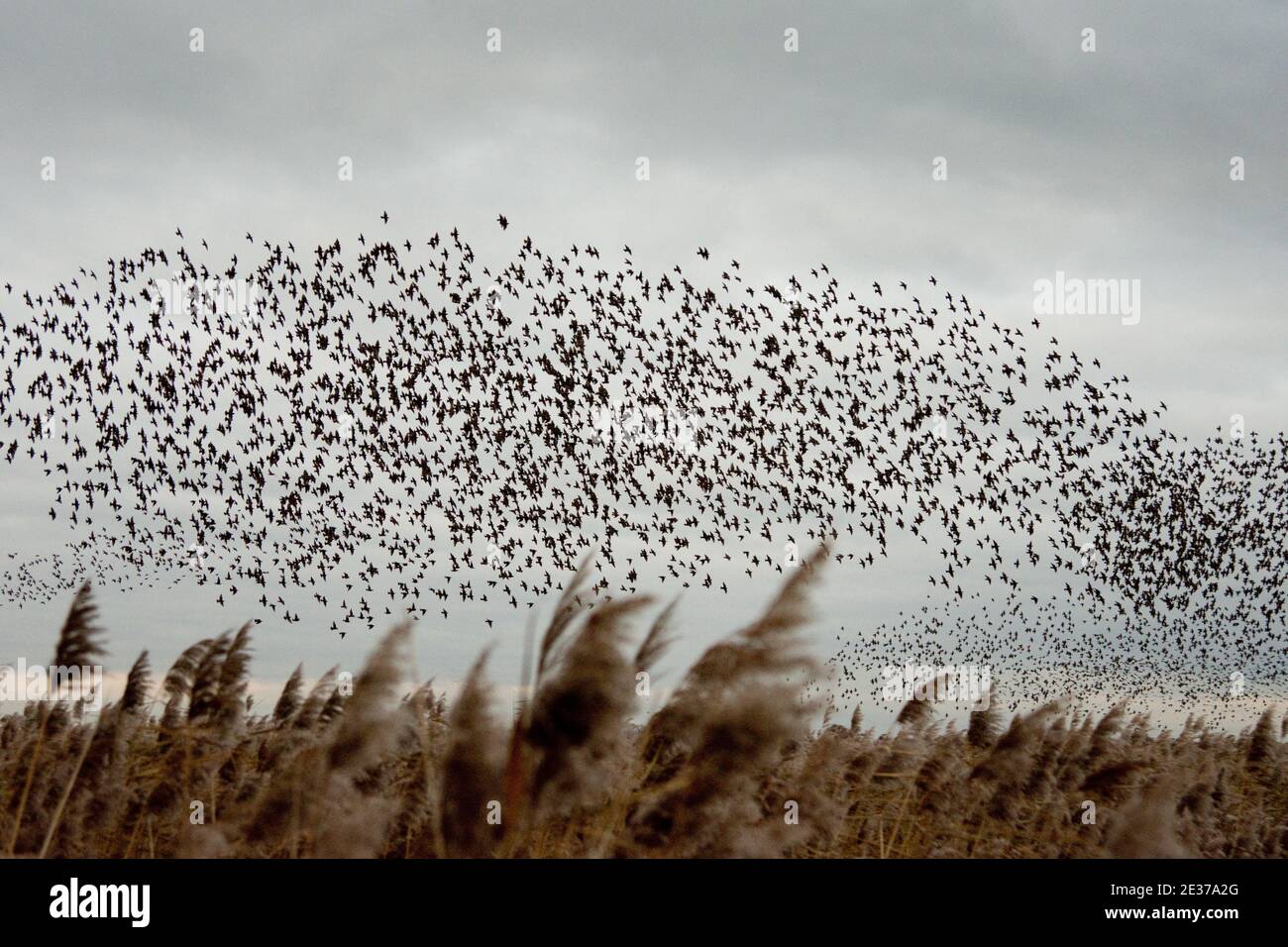 Otmoor nature reserve hi-res stock photography and images - Alamy