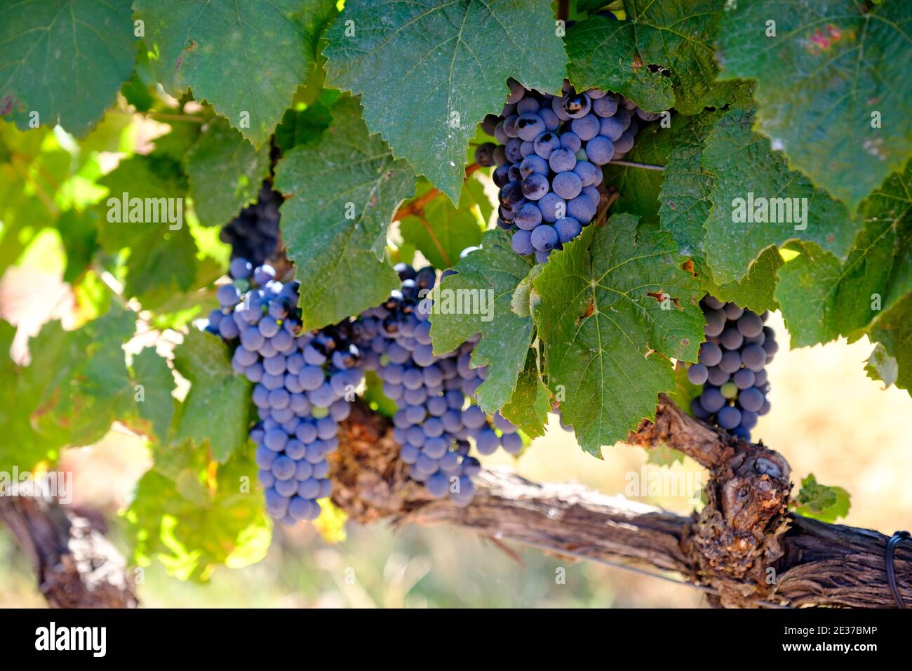 Grape vines on a vineyard in the Alentejo region of Portugal Stock ...