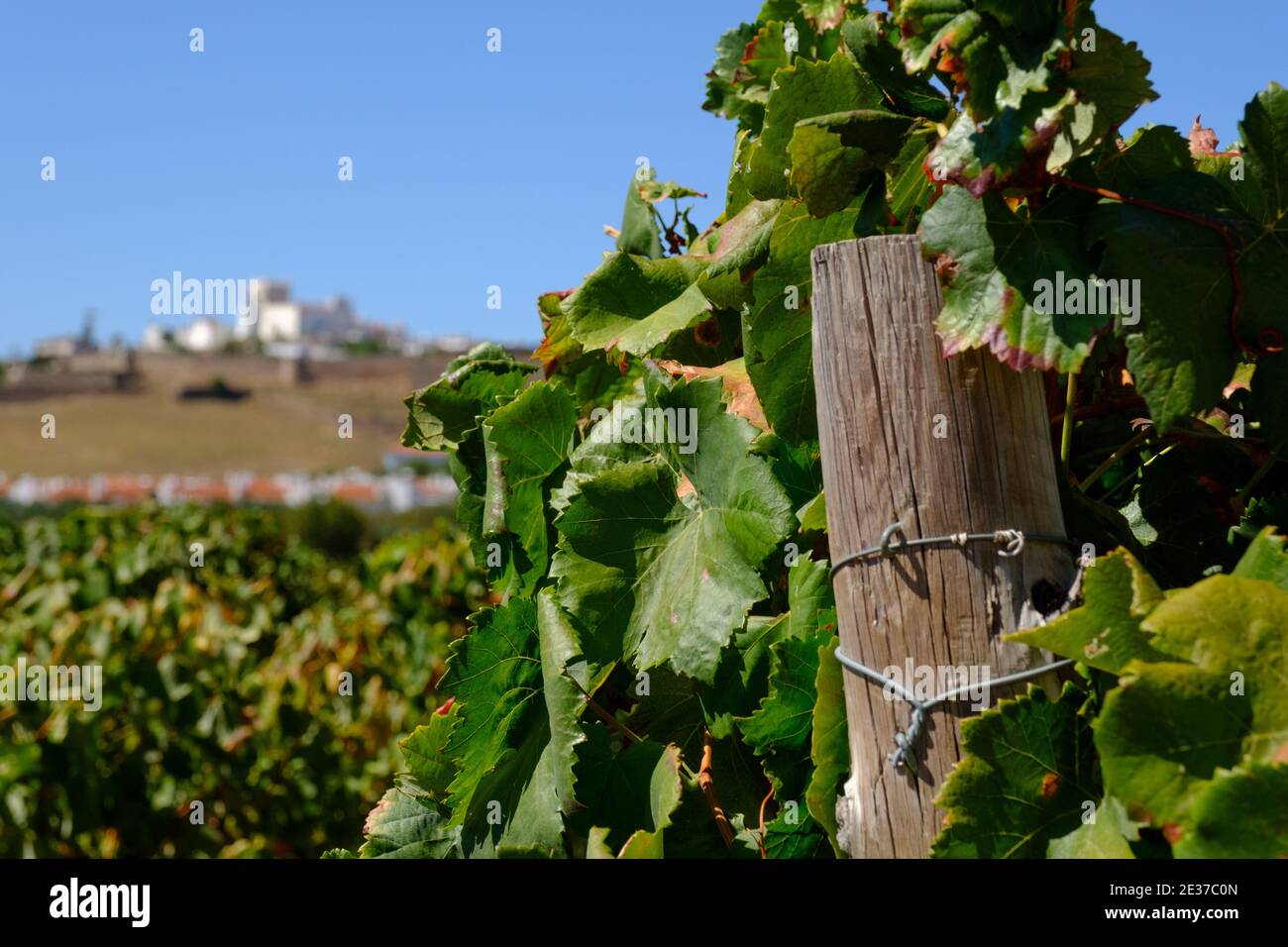 Grape vines on a vineyard in the Alentejo region of Portugal Stock ...