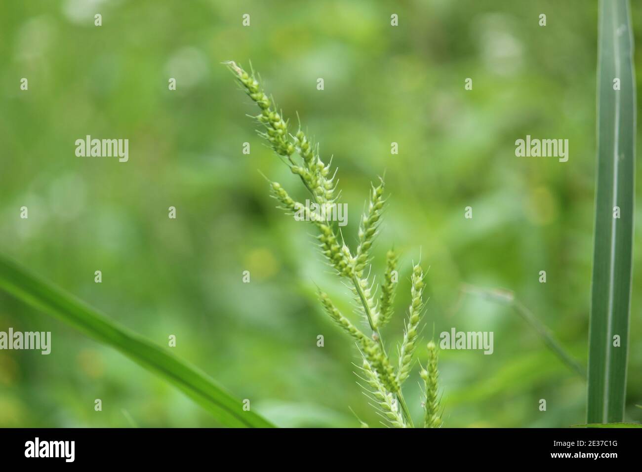 wild grass varieties found in the wild grass in nature wallpaper Stock ...
