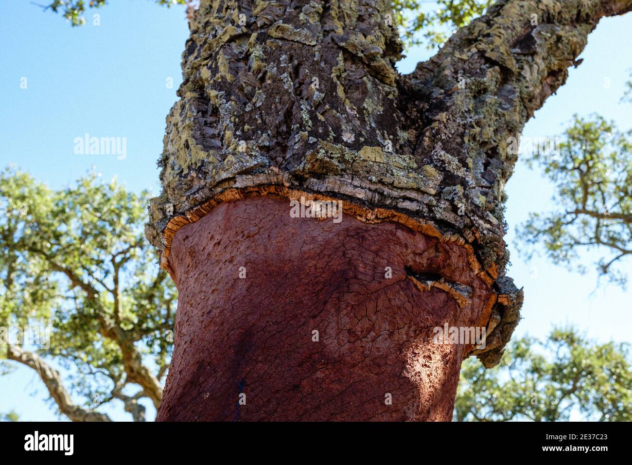 Cork tree plantation in Portugal Stock Photo - Alamy