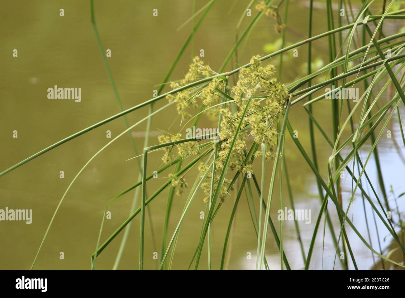 wild grass varieties found in the wild grass in nature wallpaper Stock ...