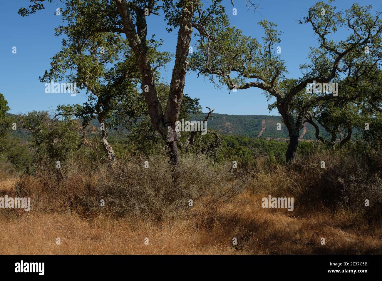 Cork tree plantation in Portugal Stock Photo - Alamy