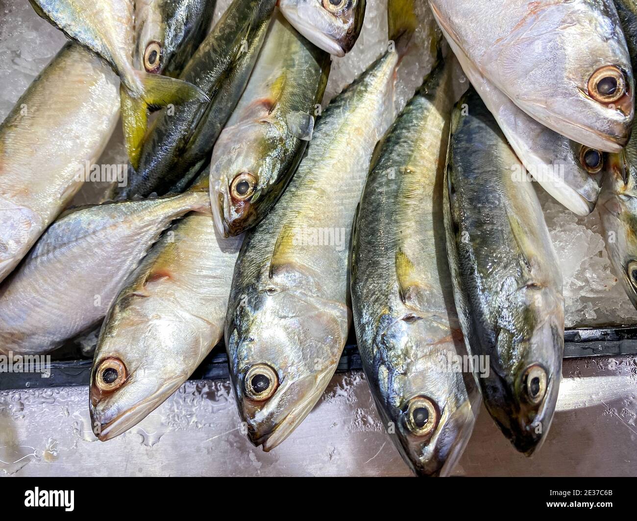 Indian mackerel in market hi-res stock photography and images - Alamy
