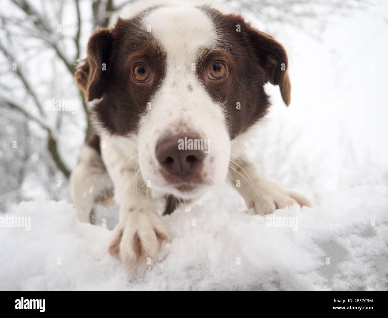 The dog looks carefully. Winter, snow. Dog face close up Stock Photo ...