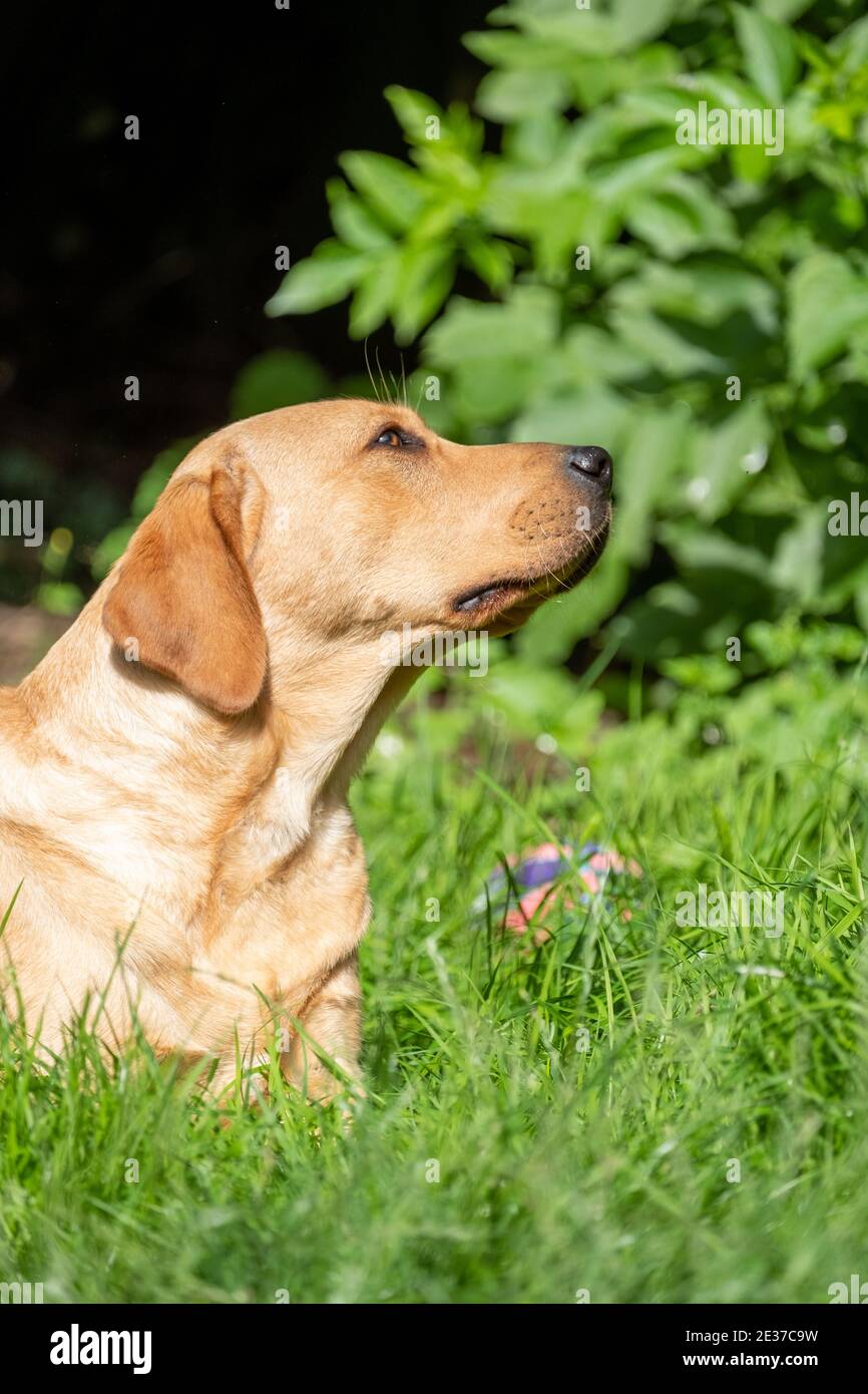 Labrador retriever smile puppy garden hi-res stock photography and ...