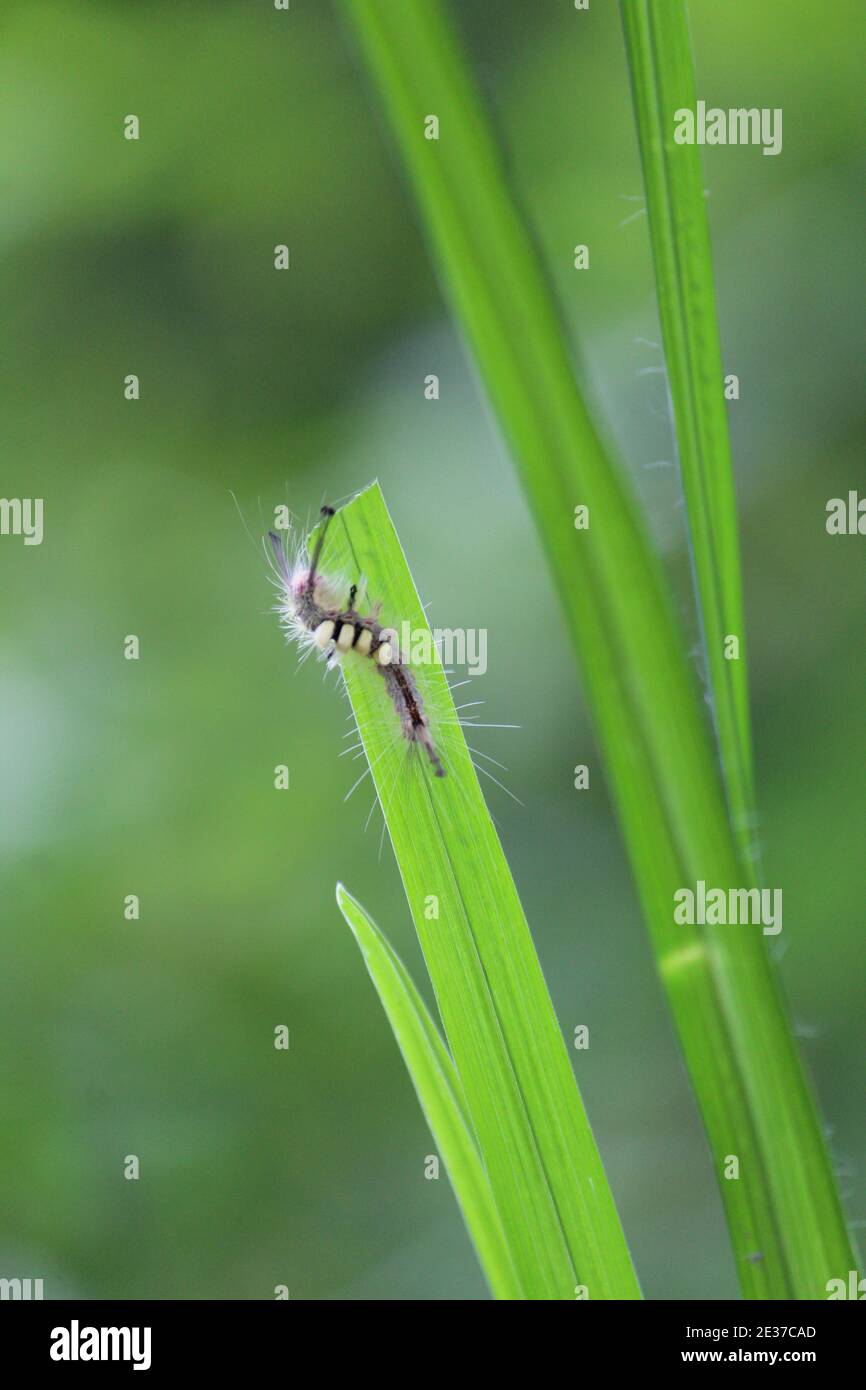Bug eating the rice leaf wild bug feeding on crop bug damaging crop in ...