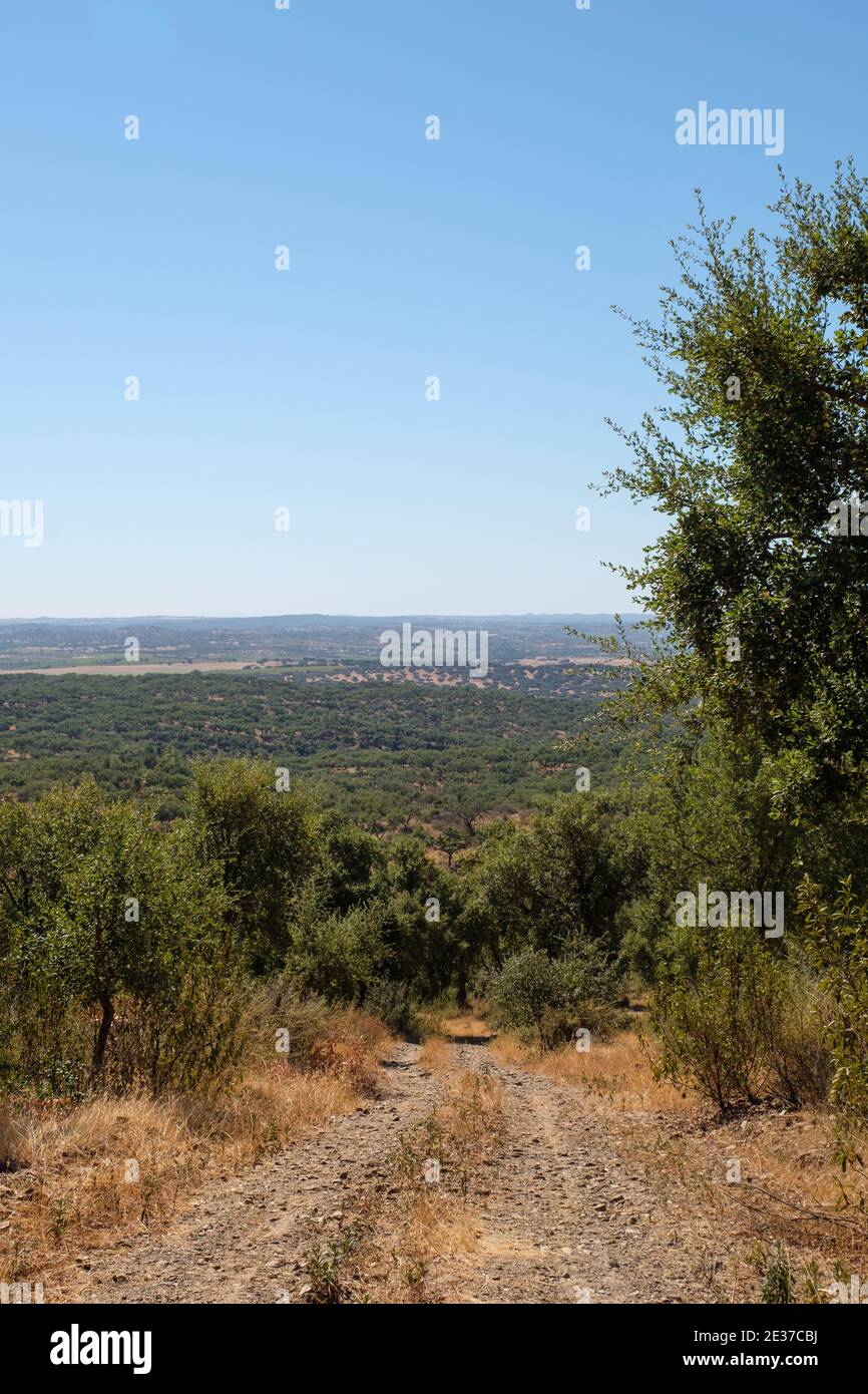 Cork tree plantation in Portugal Stock Photo - Alamy
