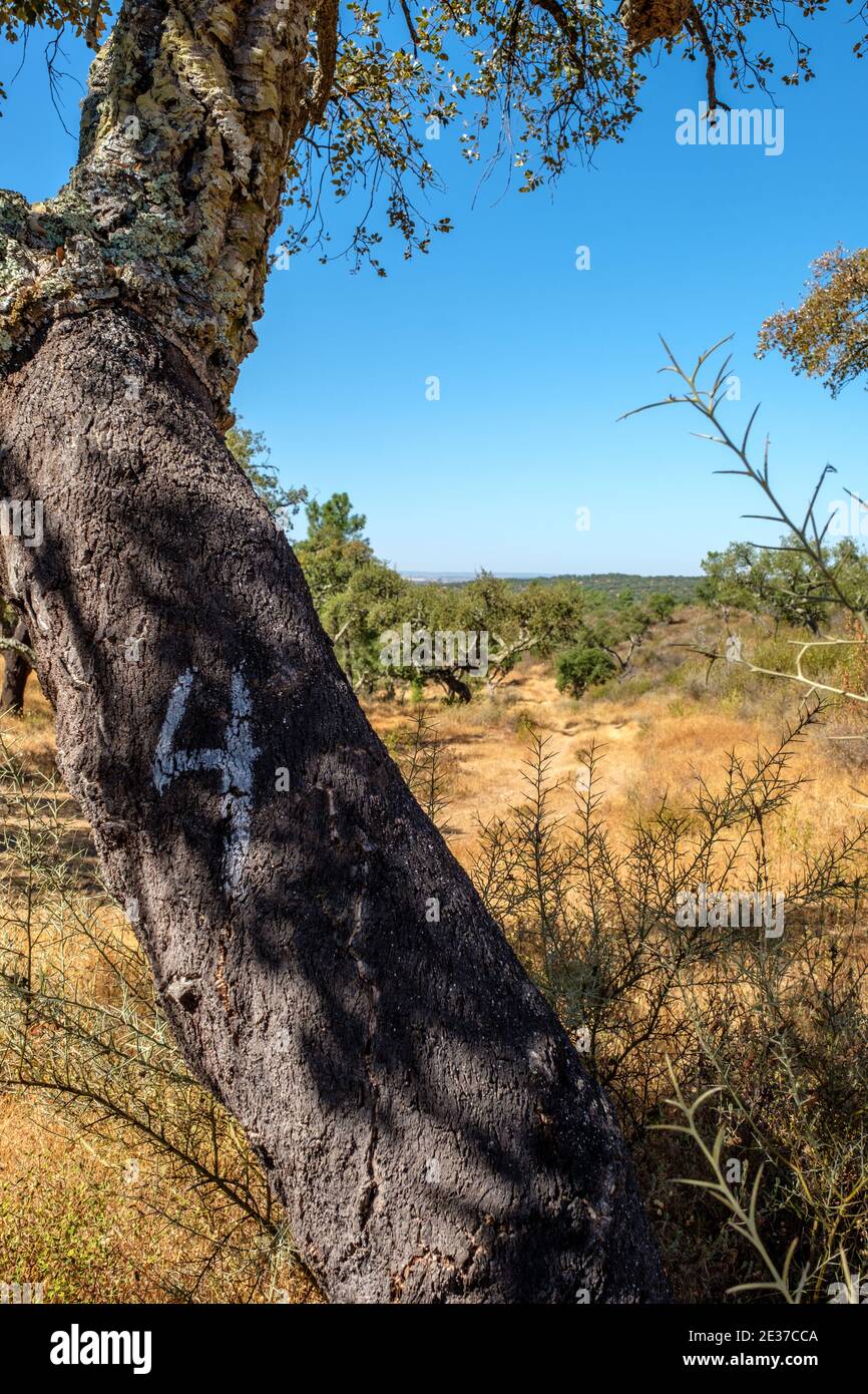 Cork tree plantation in Portugal Stock Photo - Alamy