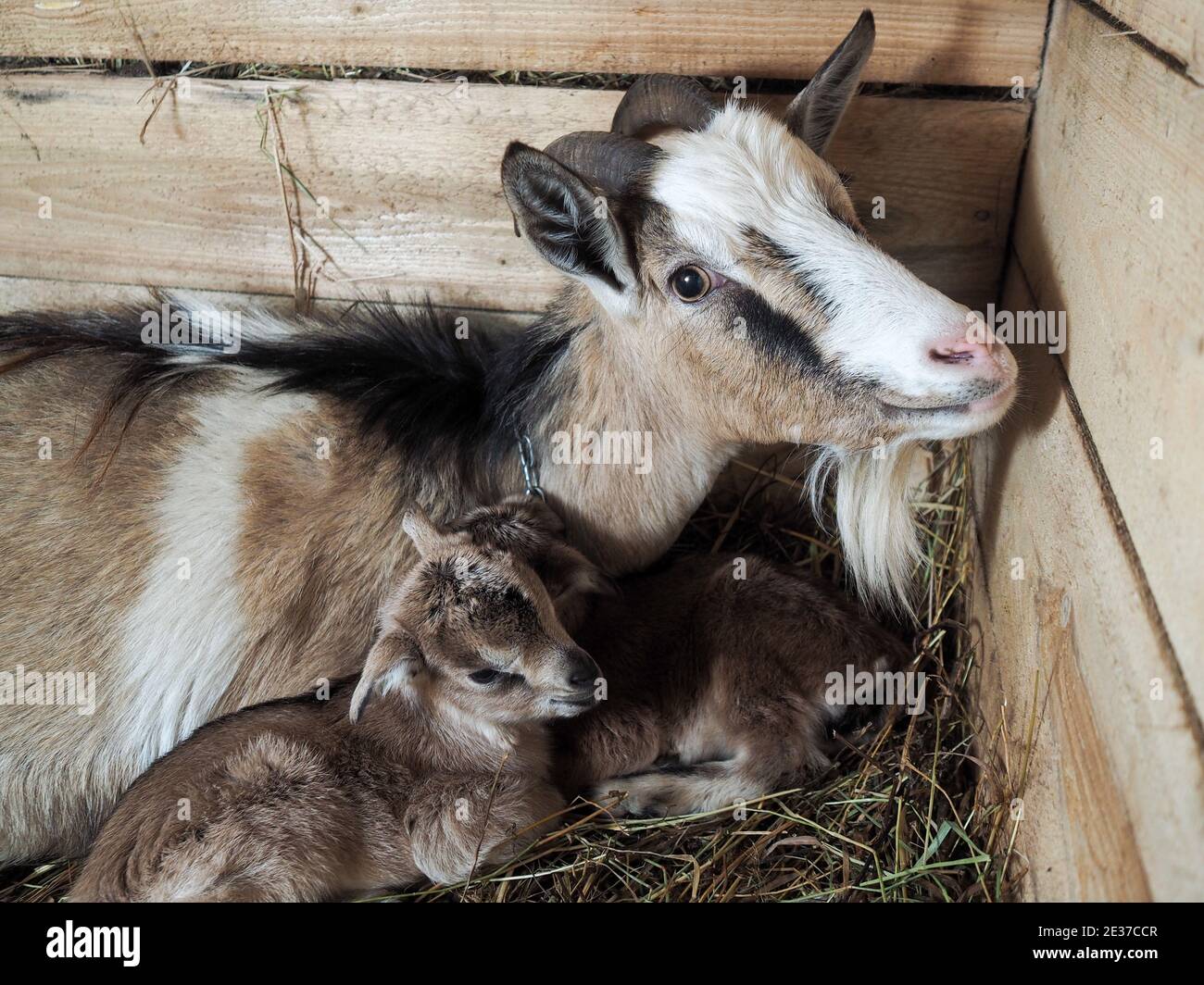 Goat with a newborn baby goat Stock Photo - Alamy