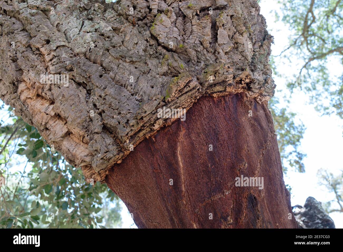 Native to portugal hi-res stock photography and images - Alamy
