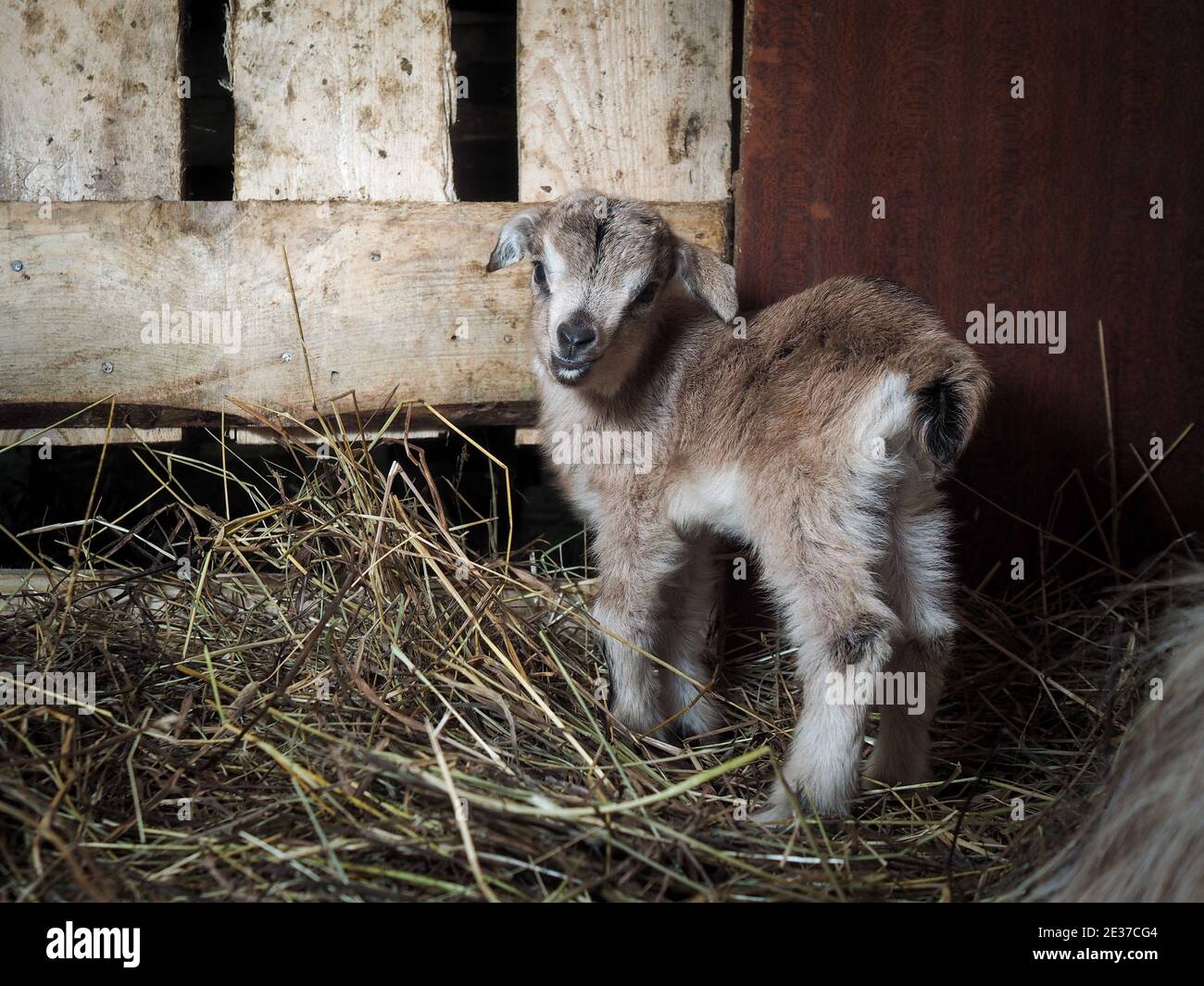 Newborn baby goat in the barn Stock Photo - Alamy