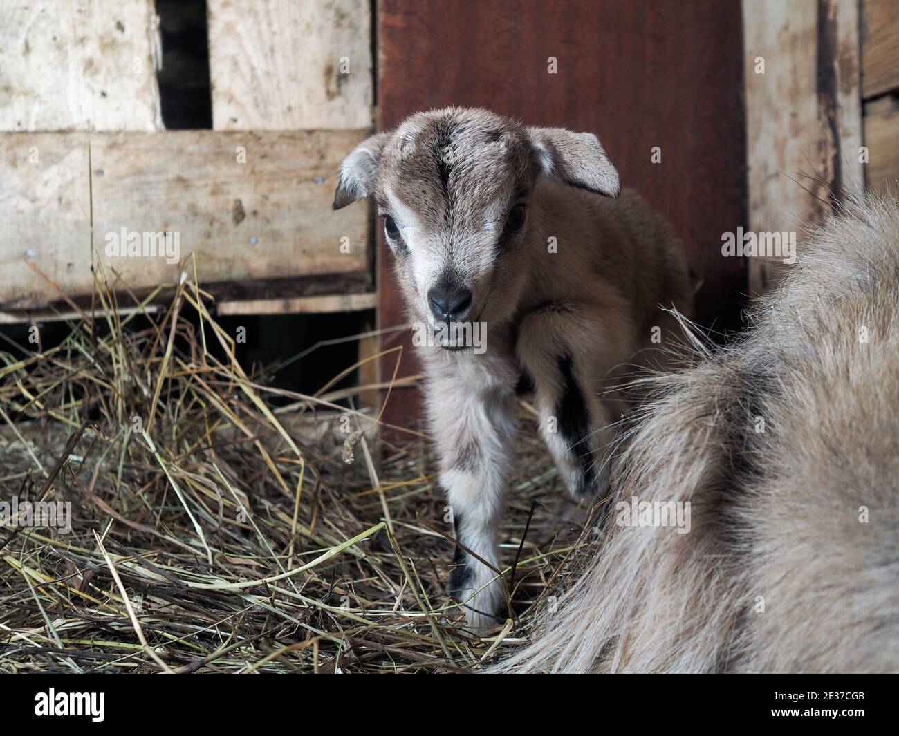 Baby goat outside barn hi-res stock photography and images - Alamy
