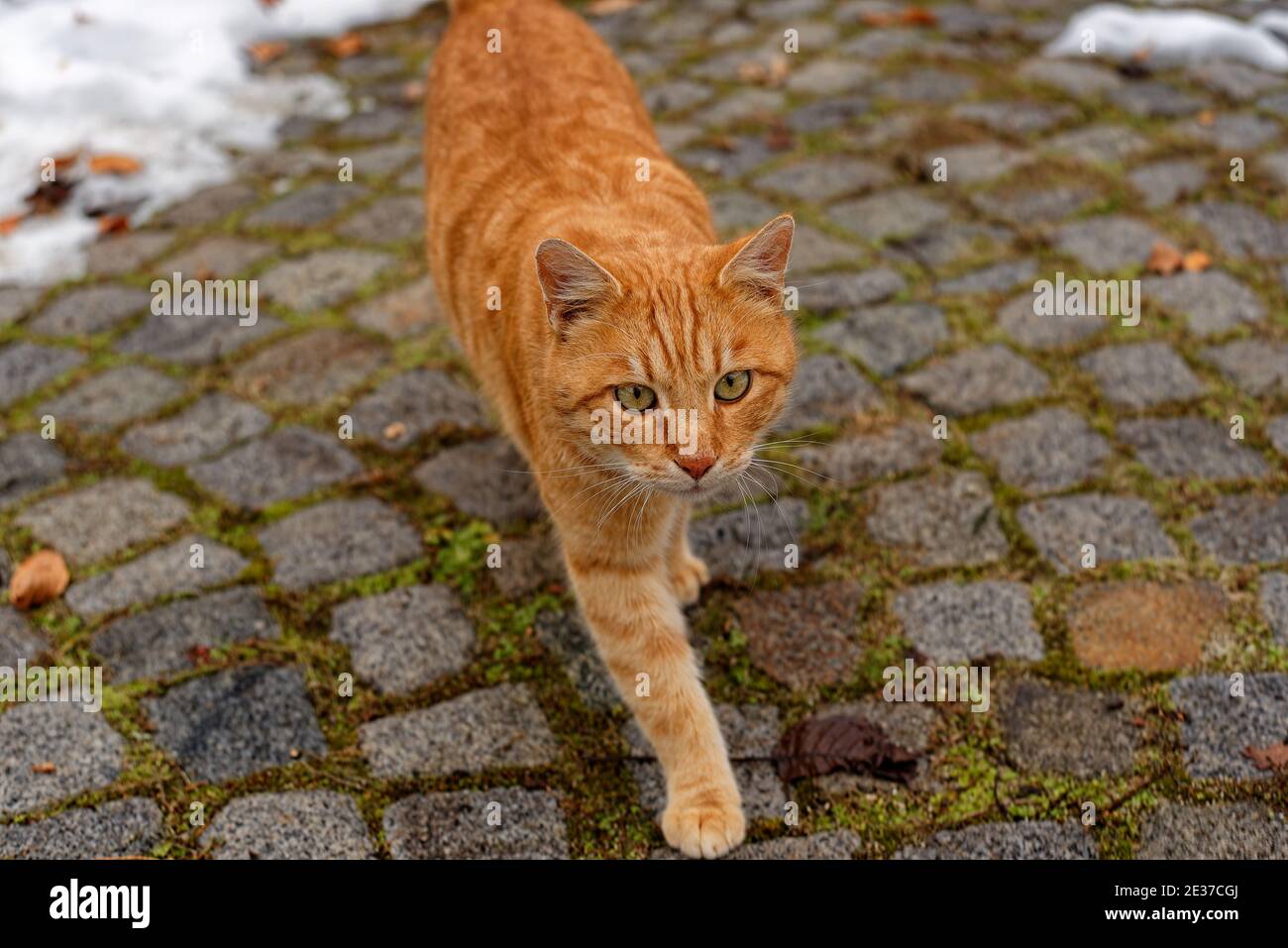Curious Ginger cat looking at the camera, close-up photo of ginger ...