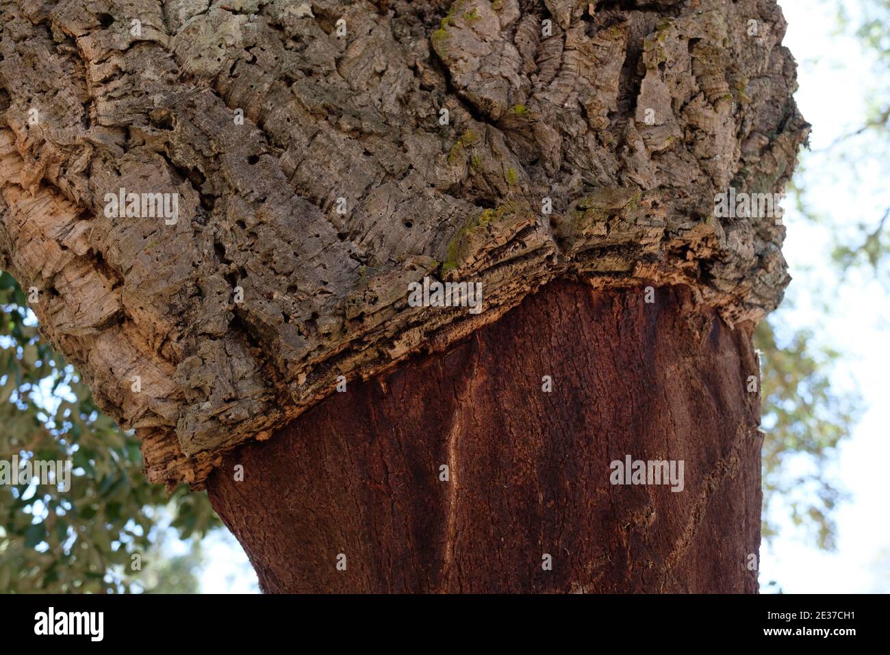 Outer plantation hi-res stock photography and images - Alamy