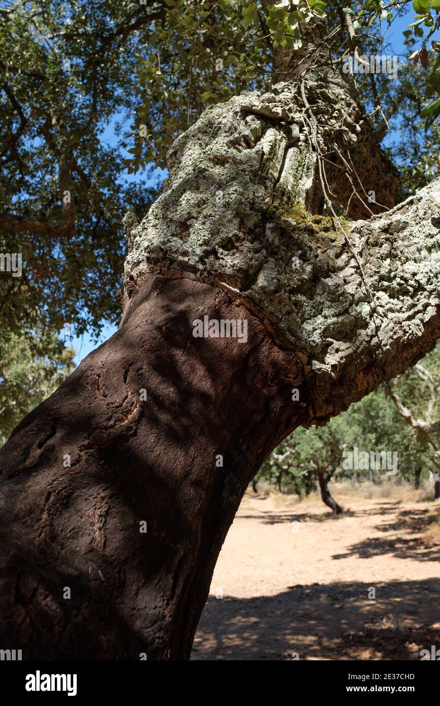 Native plantation hi-res stock photography and images - Alamy