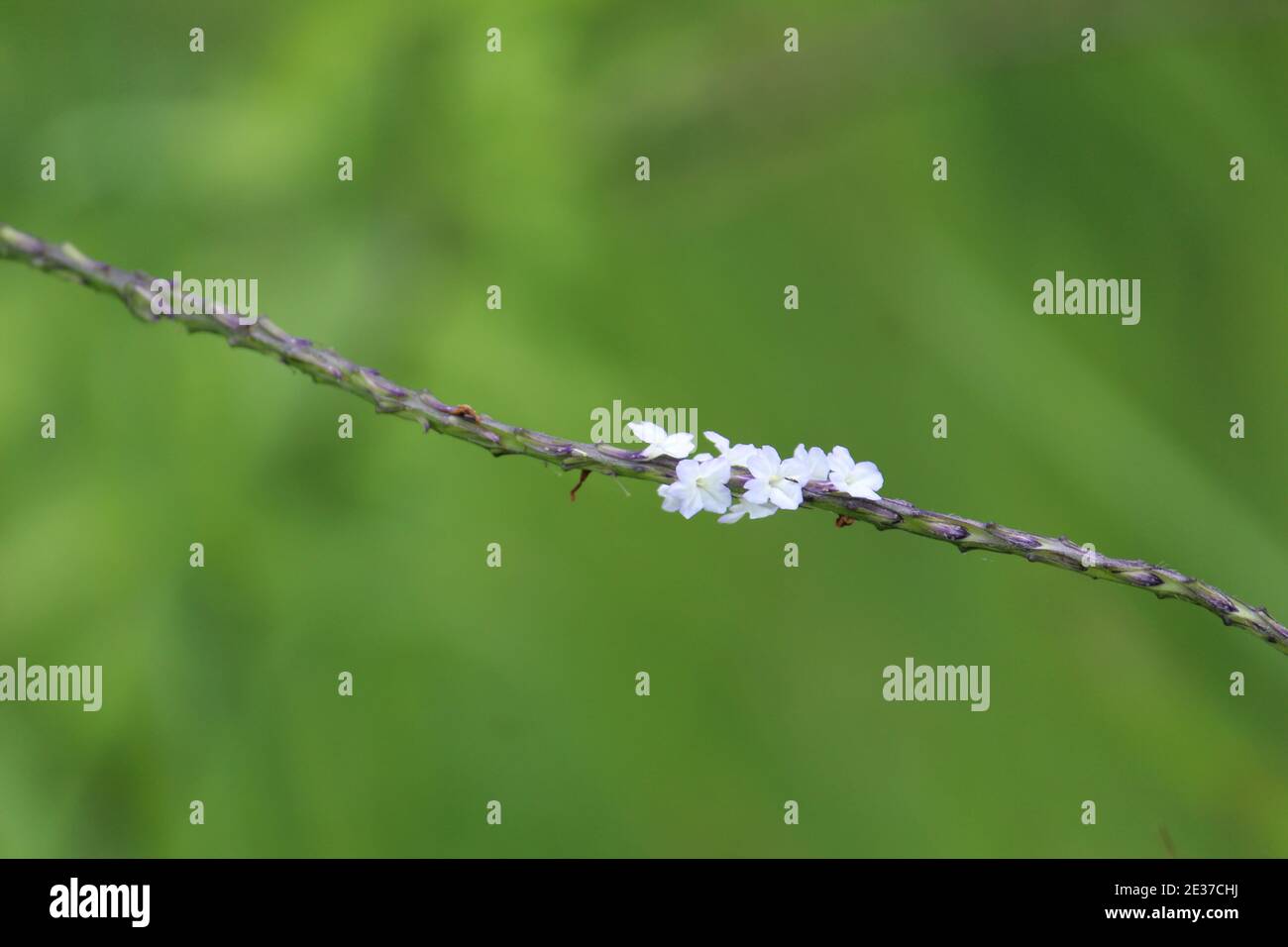 beautiful white wild grass flower in nature hd wallpaper wild grass ...